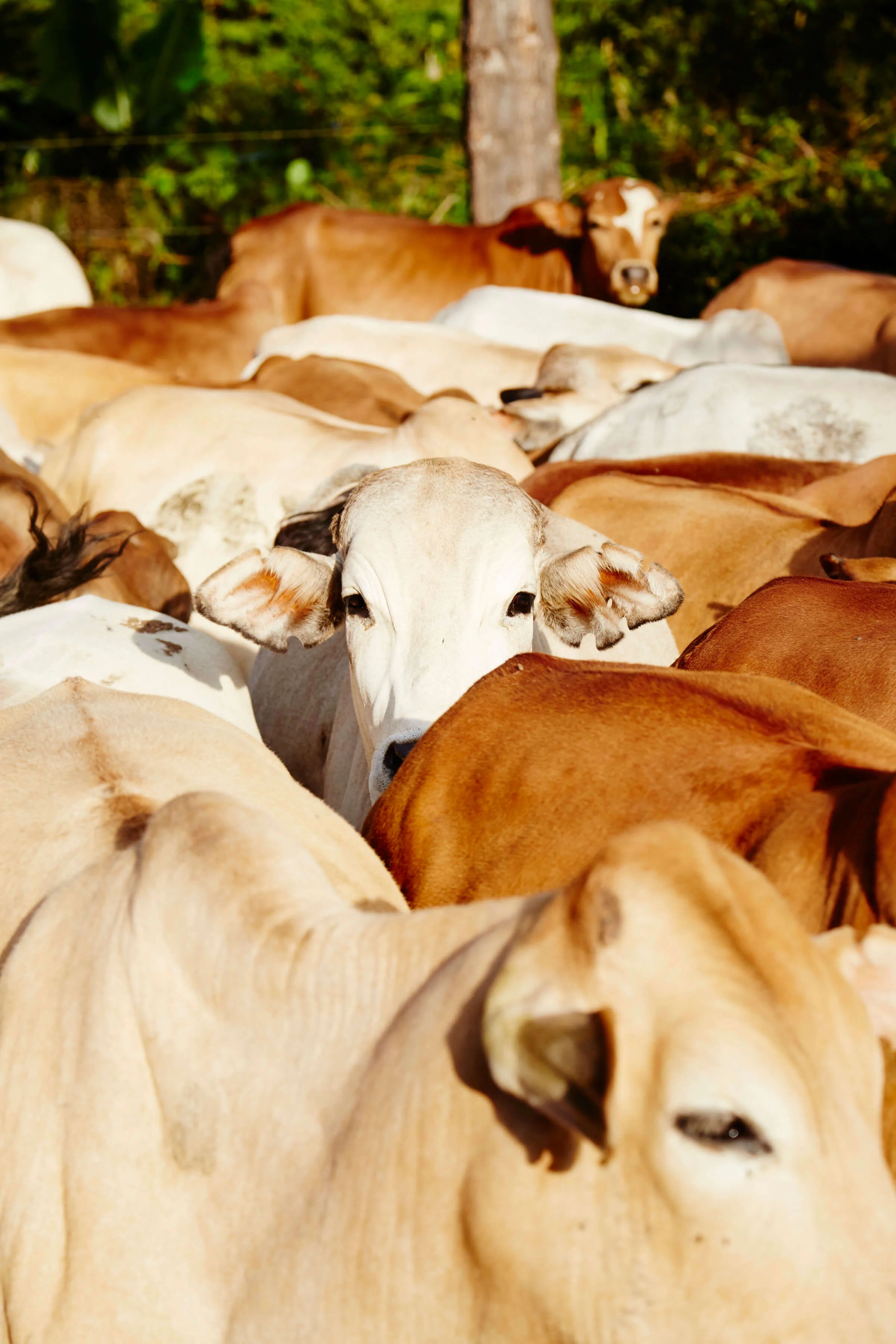 Rangelands — Borana Conservancy