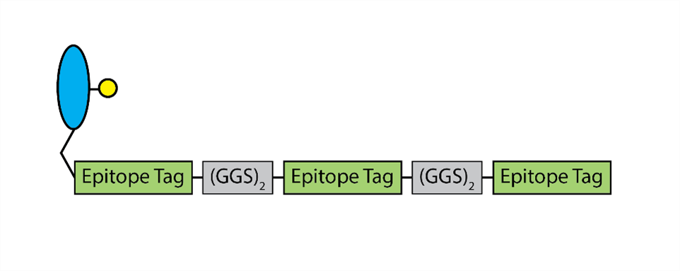 oYo-Link Epitope Tag for Advanced Multiplexing — AlphaThera