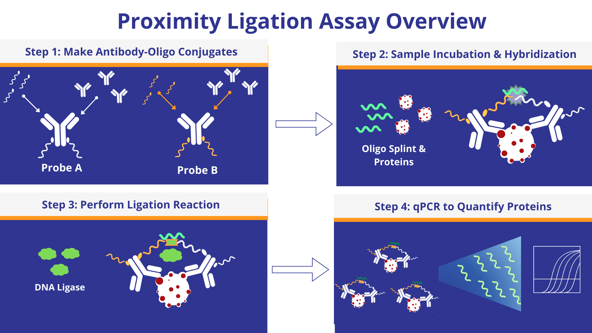 Proximity Assays for qPCR-enabled Proteomics: Novel Application of ...