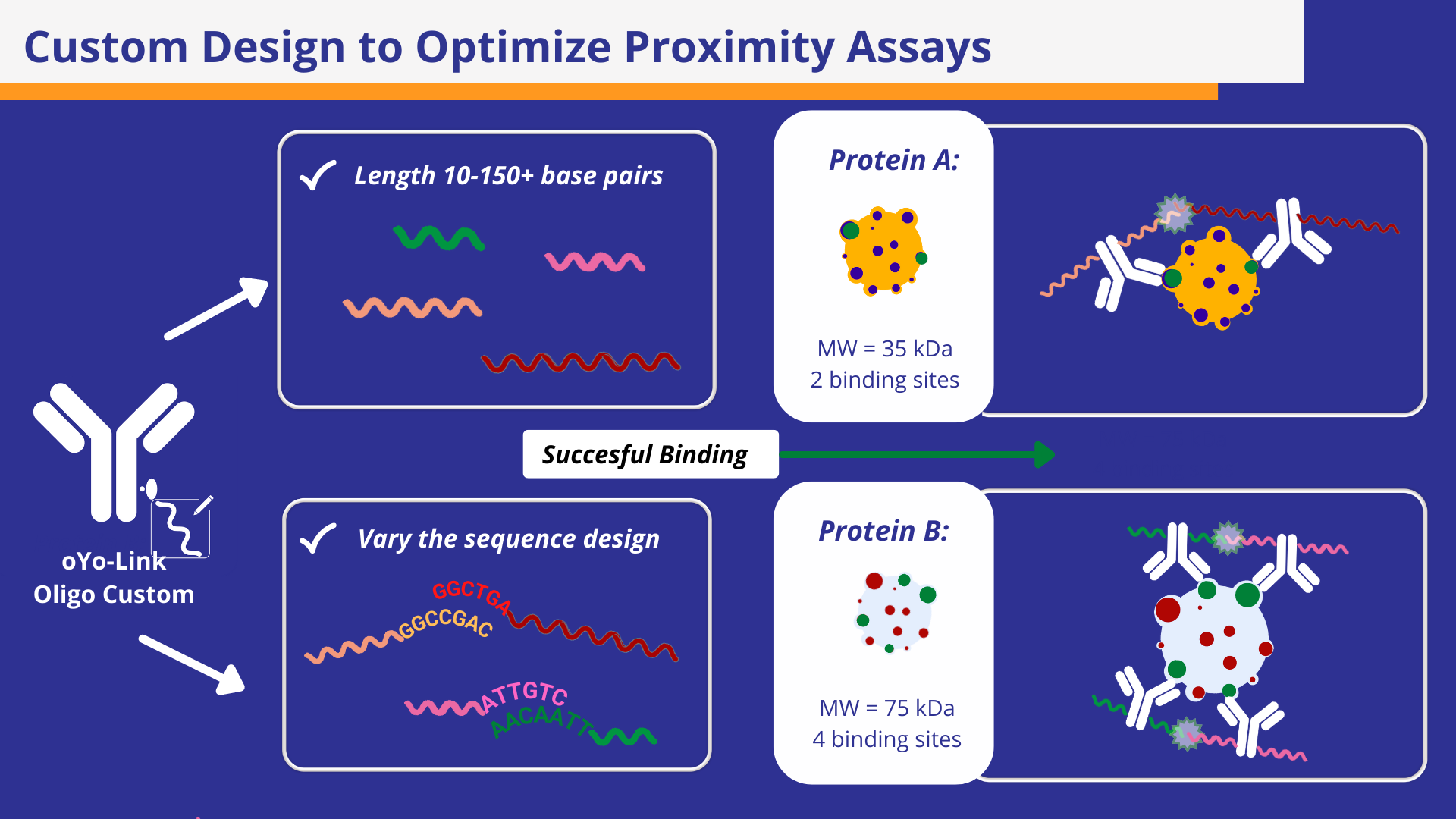 oYo-Link® Oligo Custom: create conjugates for proximity assays & qPCR ... oYo-Link® Oligo Custom: create conjugates for proximity assays & qPCR ...