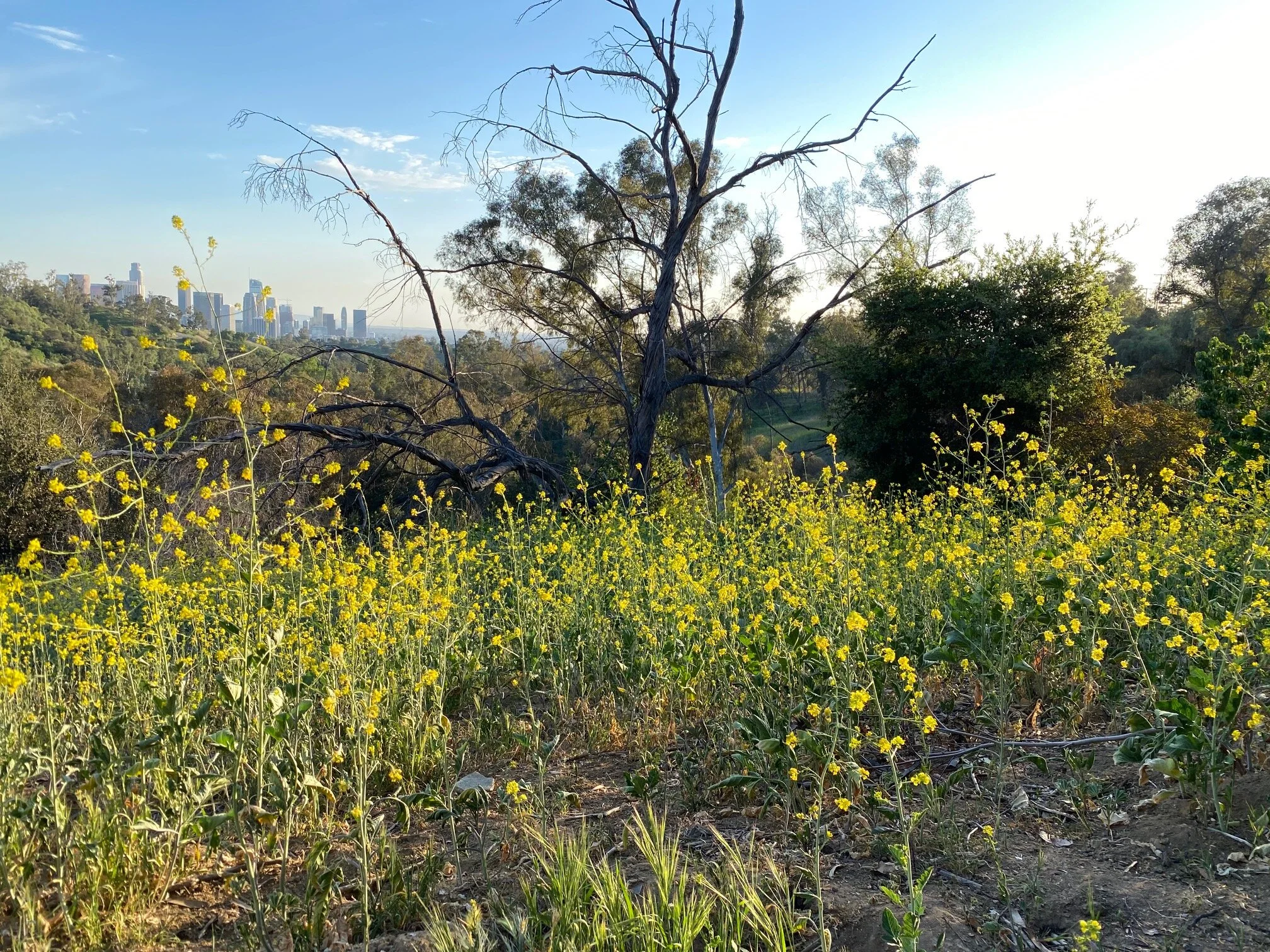 Black Mustard Plants