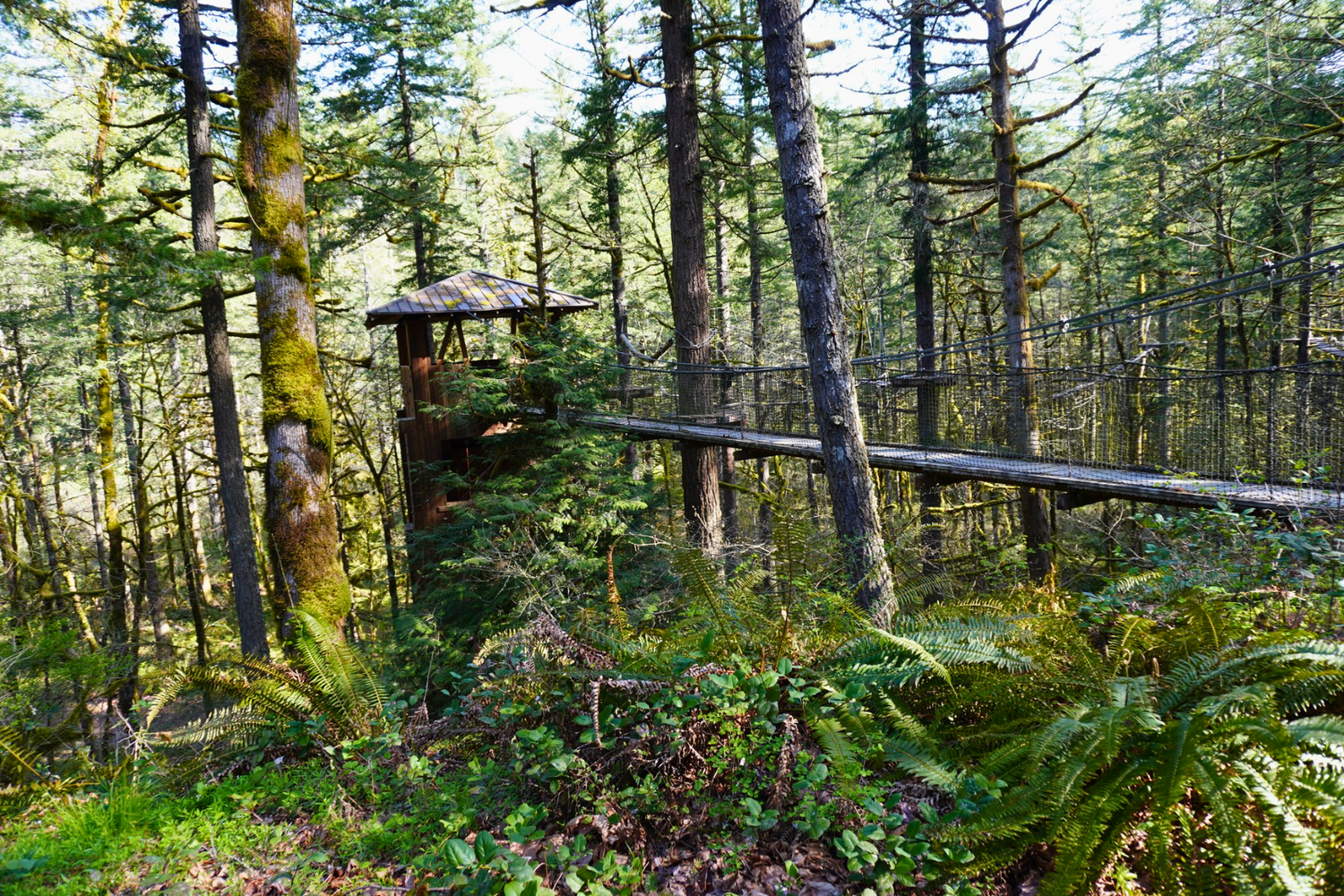 Camp Collins — LoveYourBrain