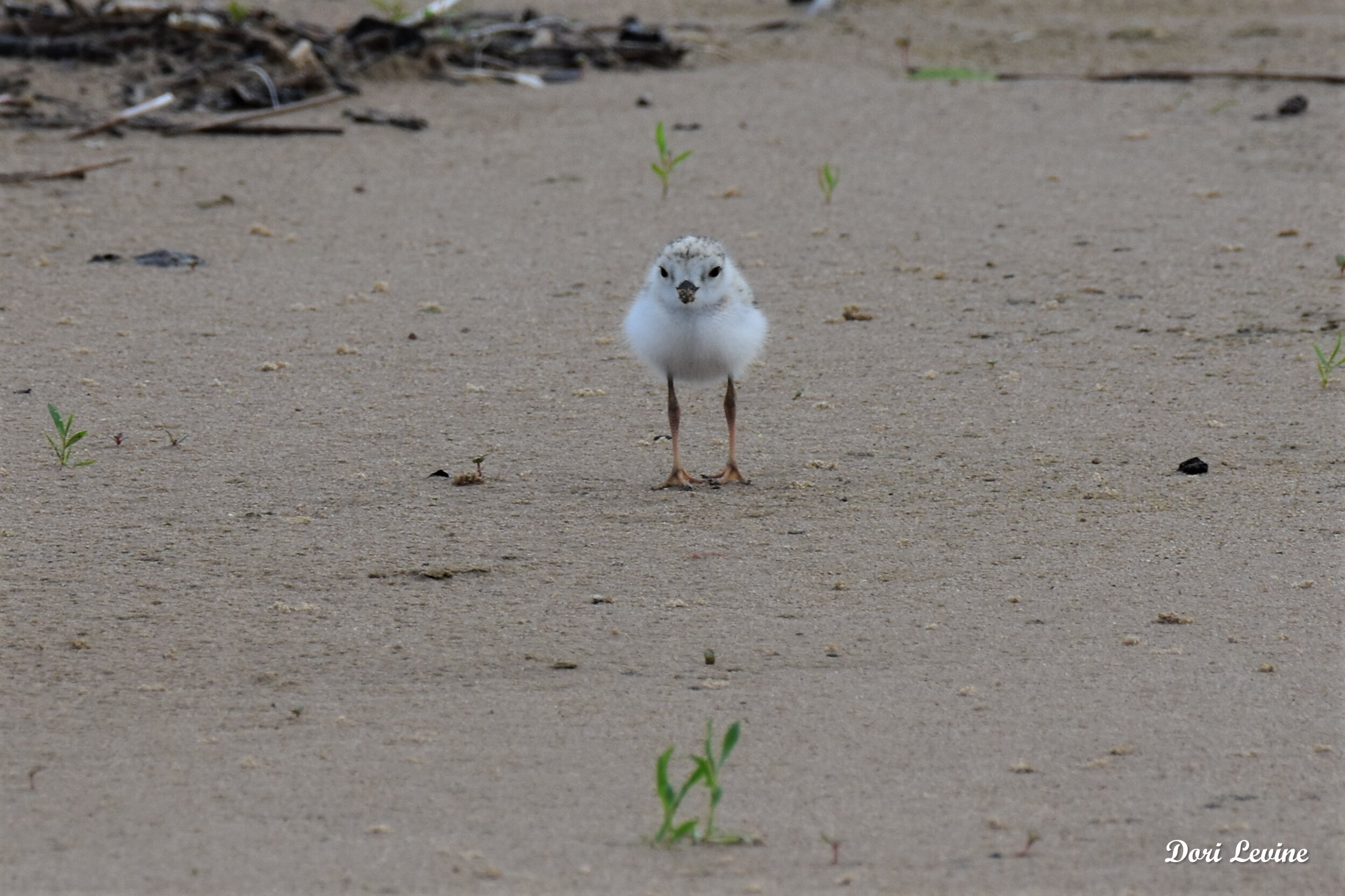 The Piping Plover Chicks Expand their Territory — Chicago Piping Plovers