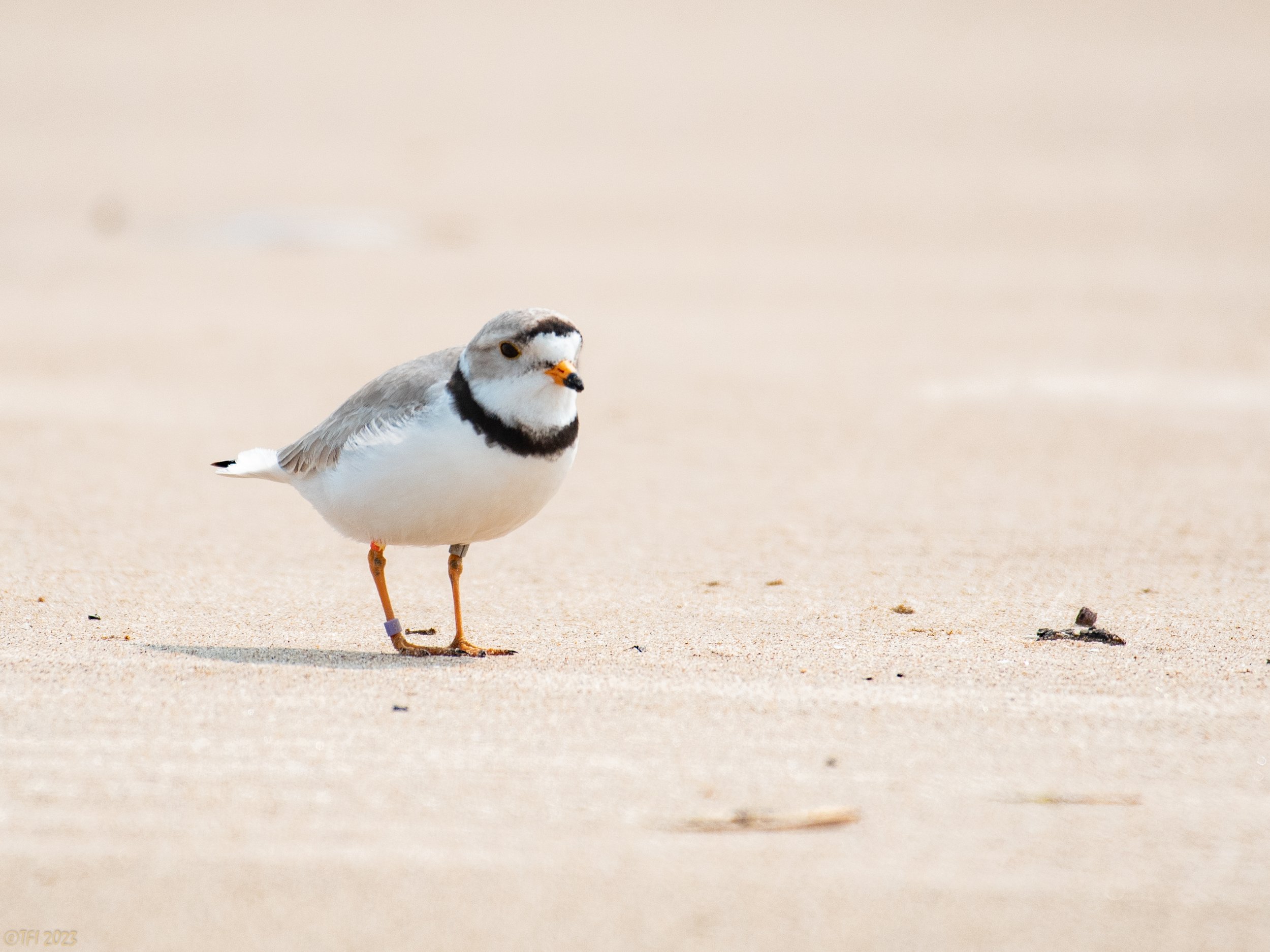 2023 Updates — Chicago Piping Plovers