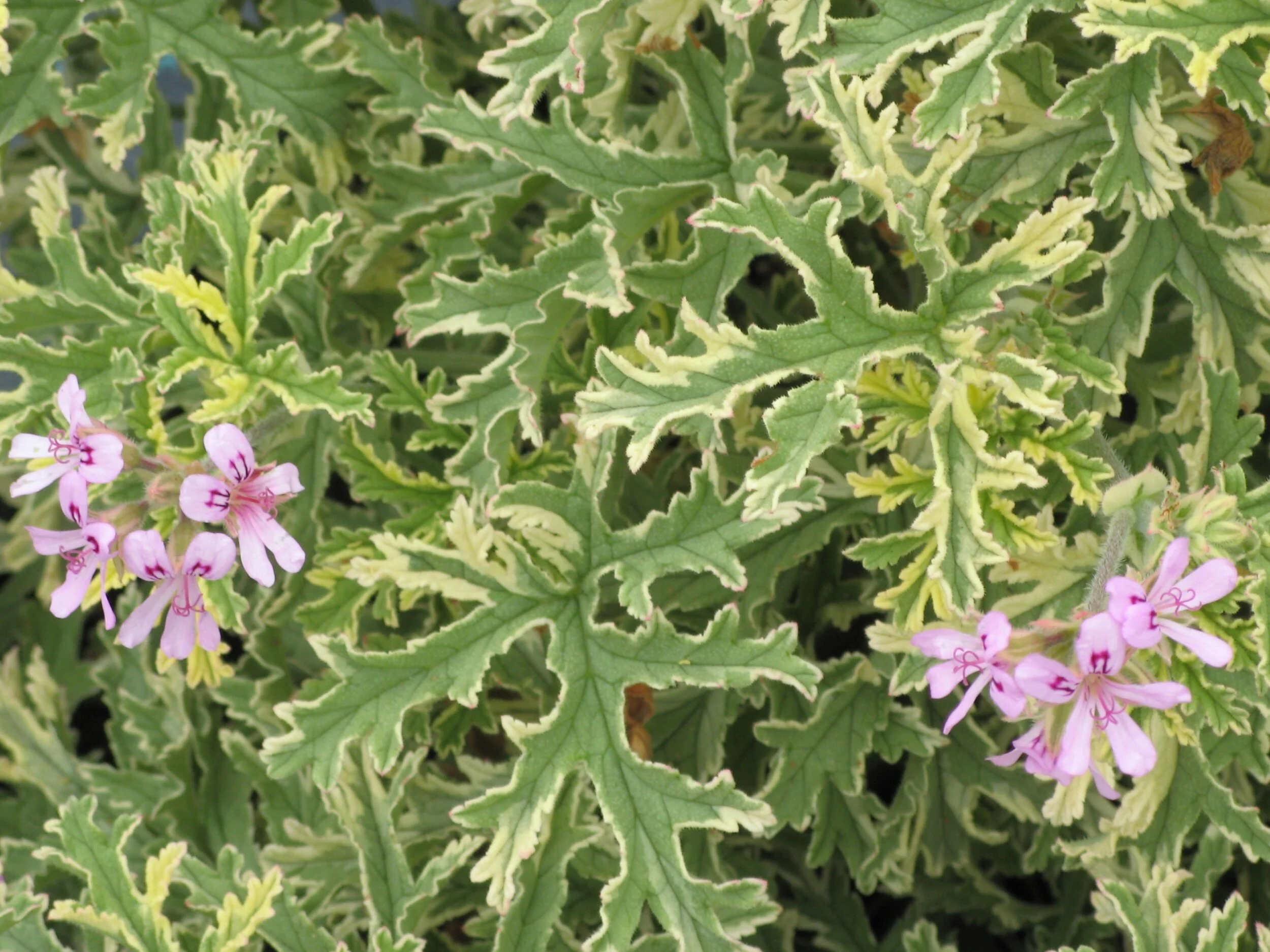 Pelargoniums — Greenwood Daylily Gardens