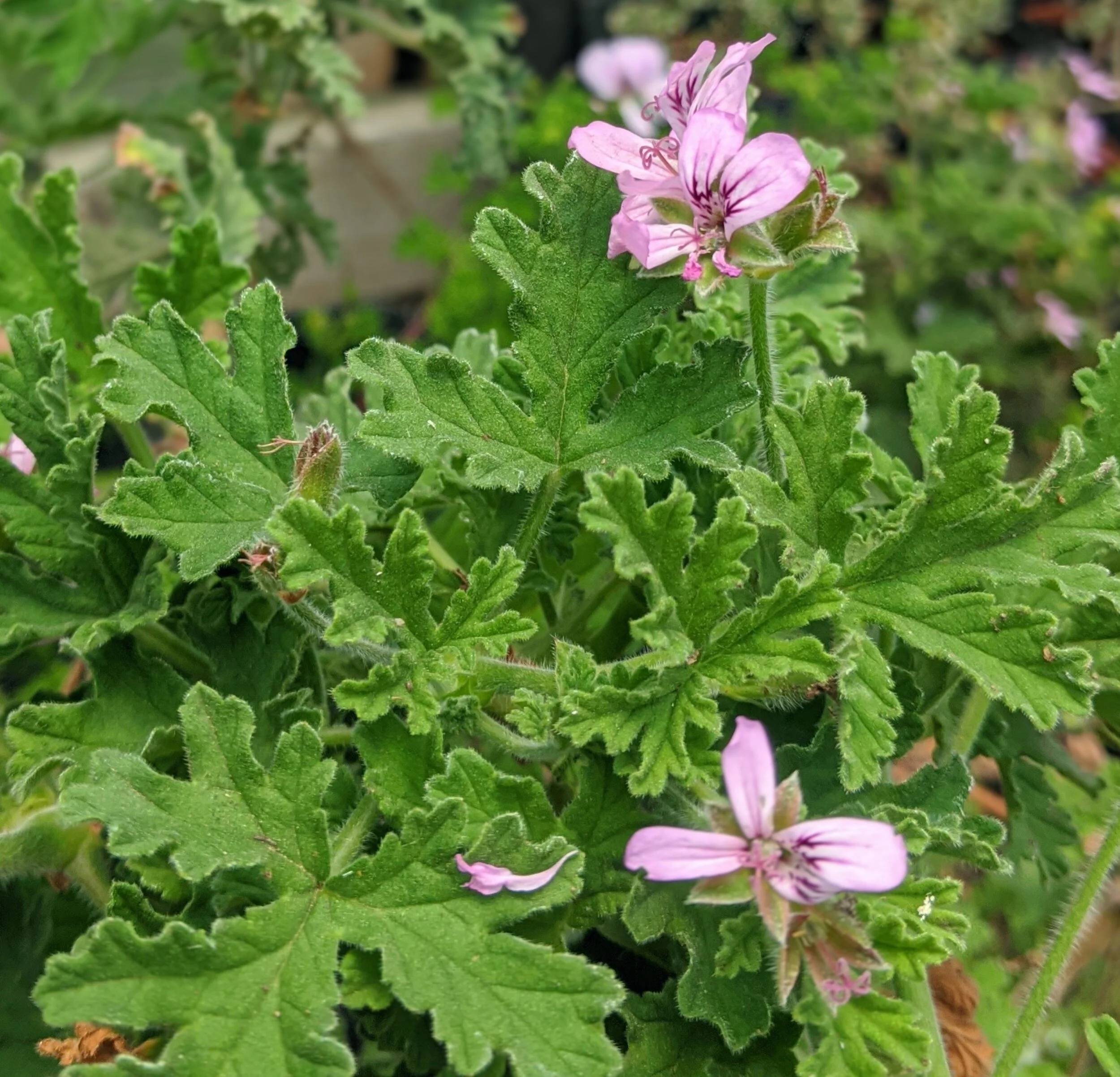 Pelargoniums — Greenwood Daylily Gardens