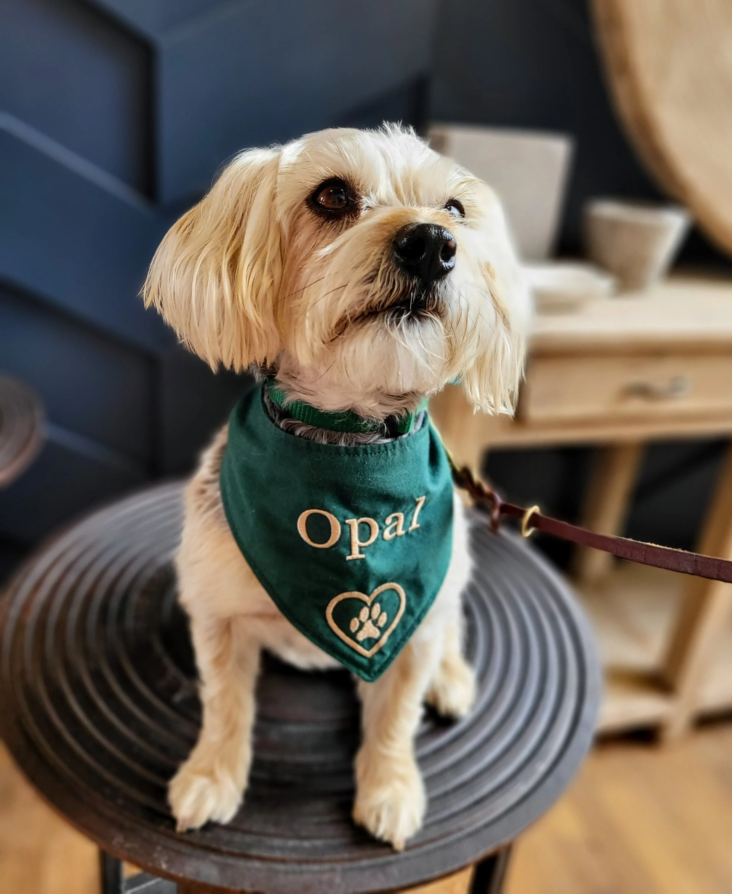 Dog Days 2024 — Therapy Partners