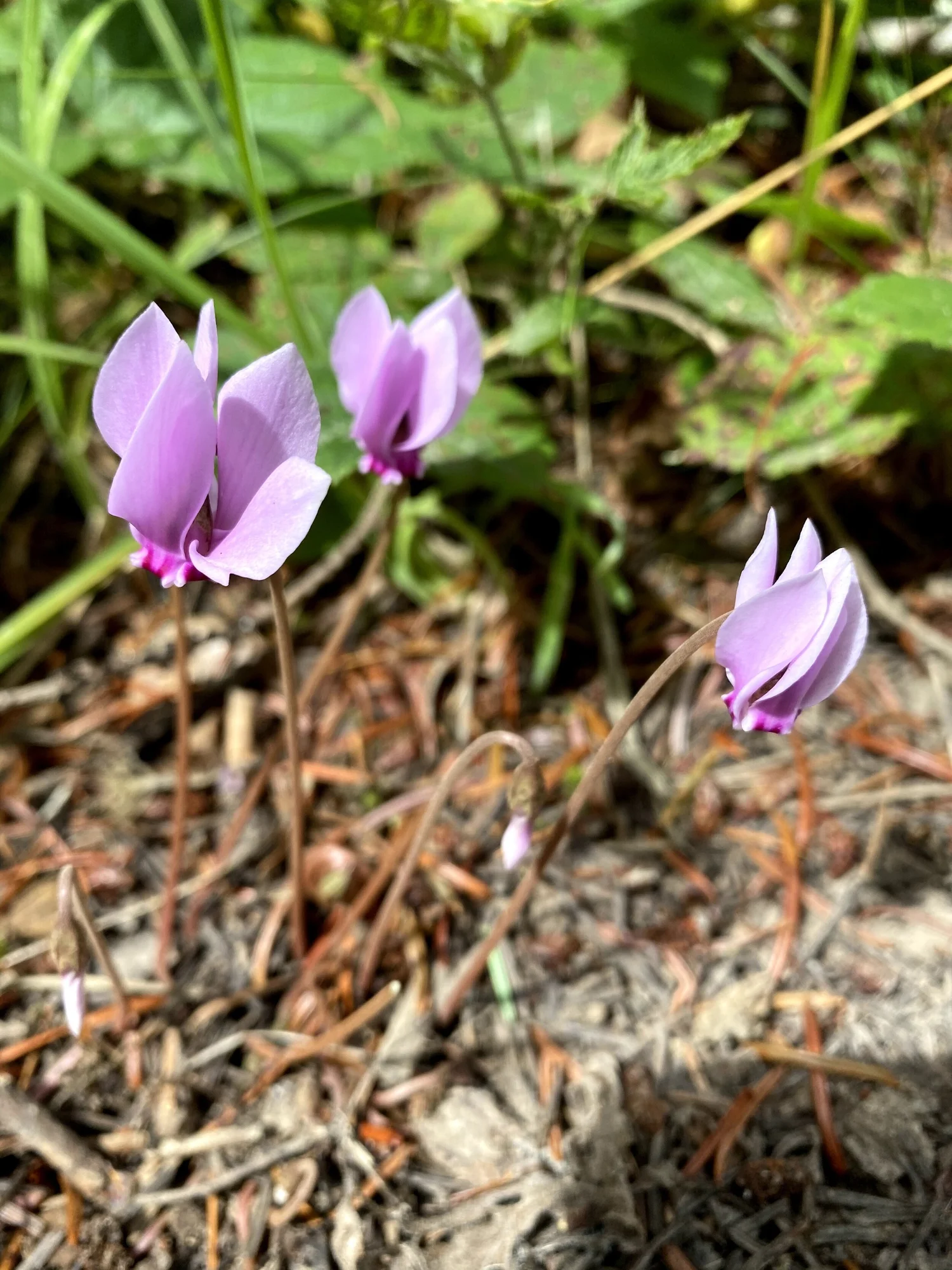 Toltec Spirit Tattoo