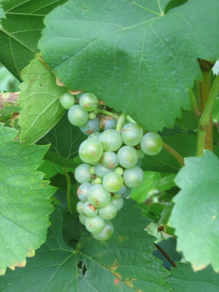 Snow Farm Vineyard & Distillery — Northwest Vermont Grown