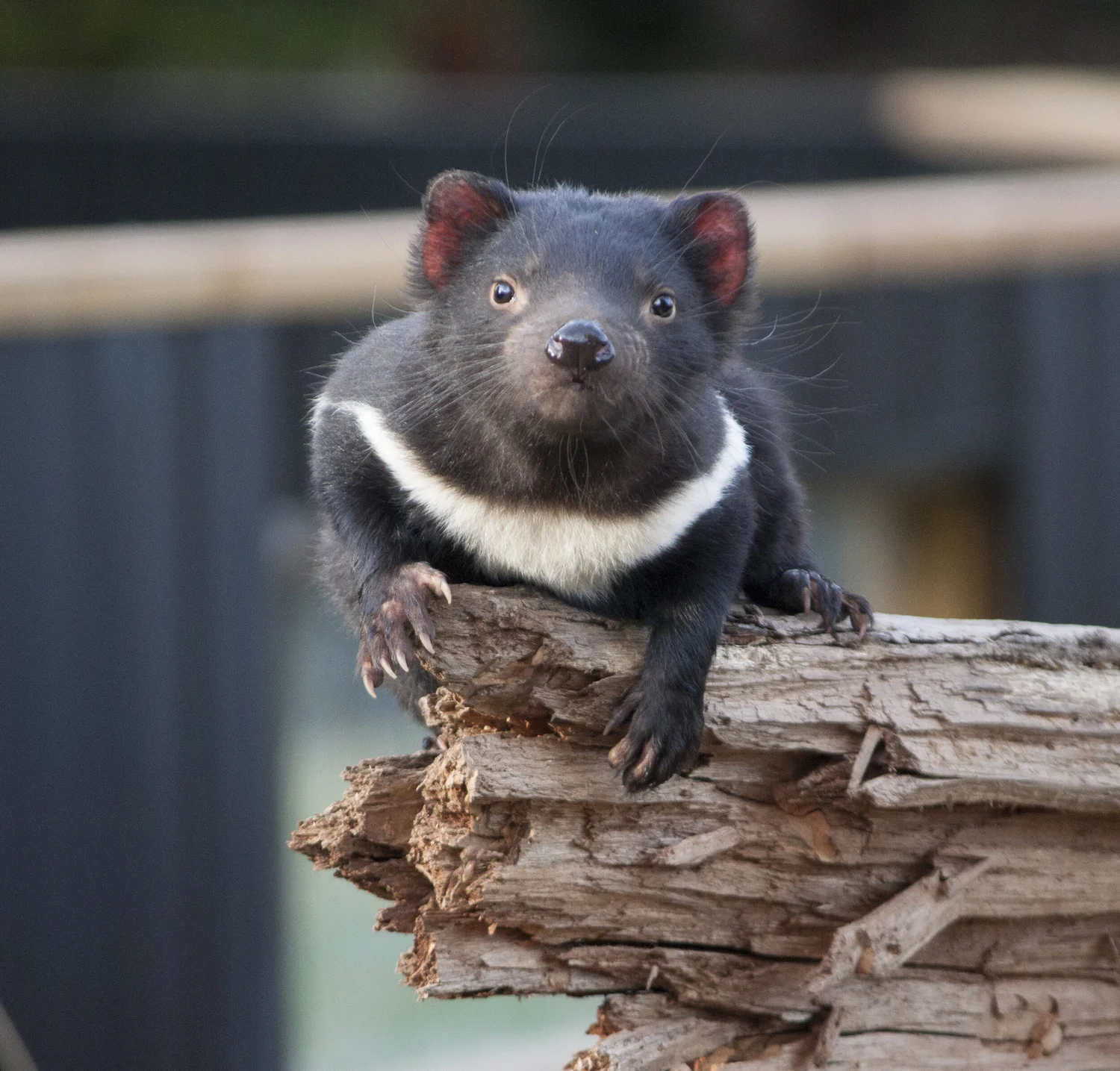 Trowunna Wildlife Sanctuary