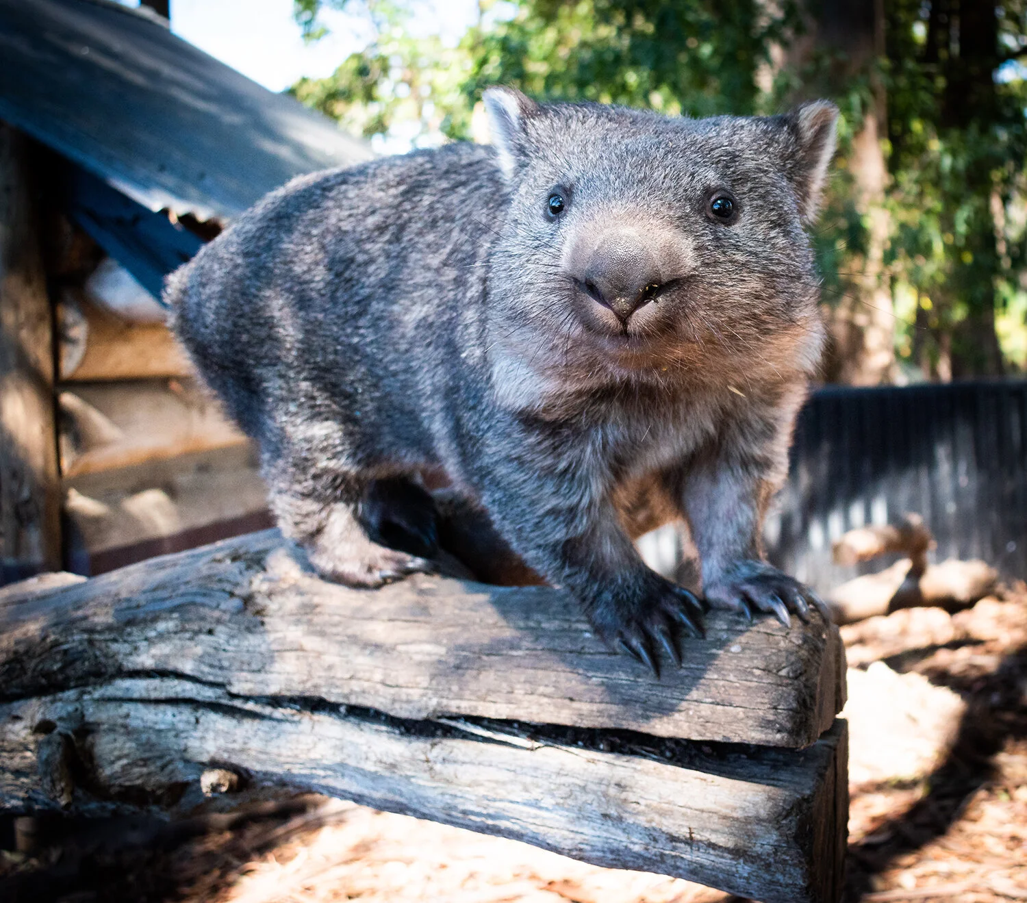 Wombat Workshops — Trowunna Wildlife Sanctuary