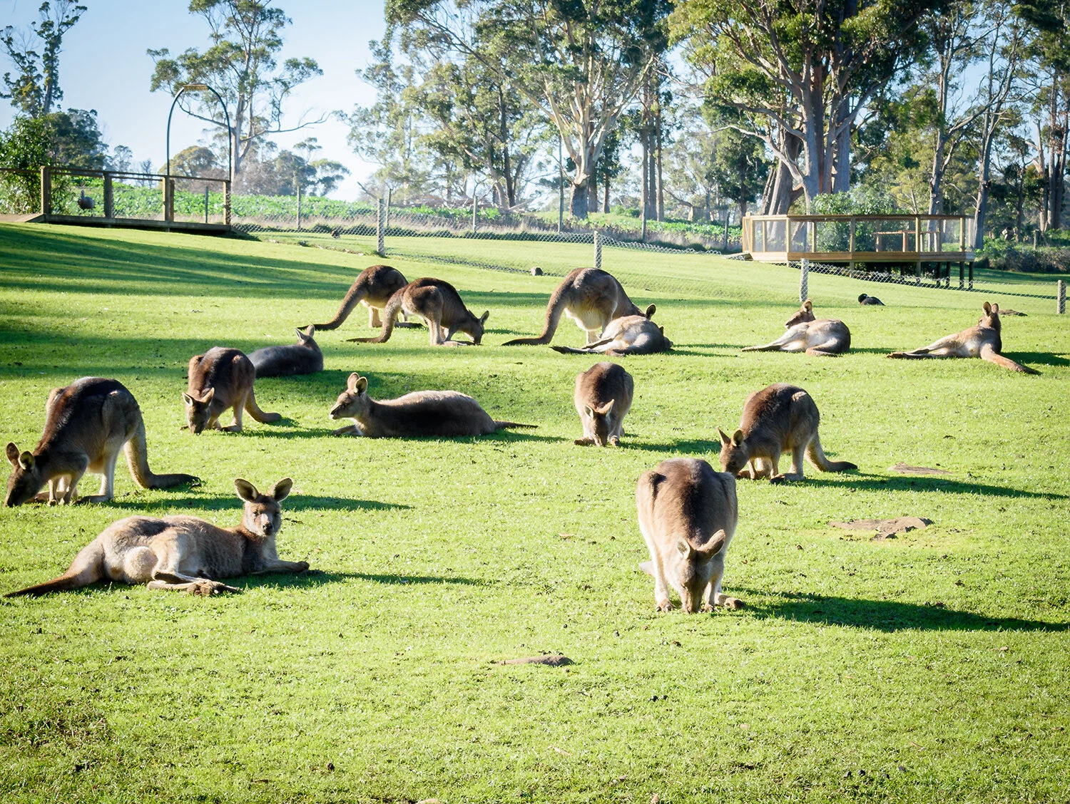 The Sanctuary — Trowunna Wildlife Sanctuary