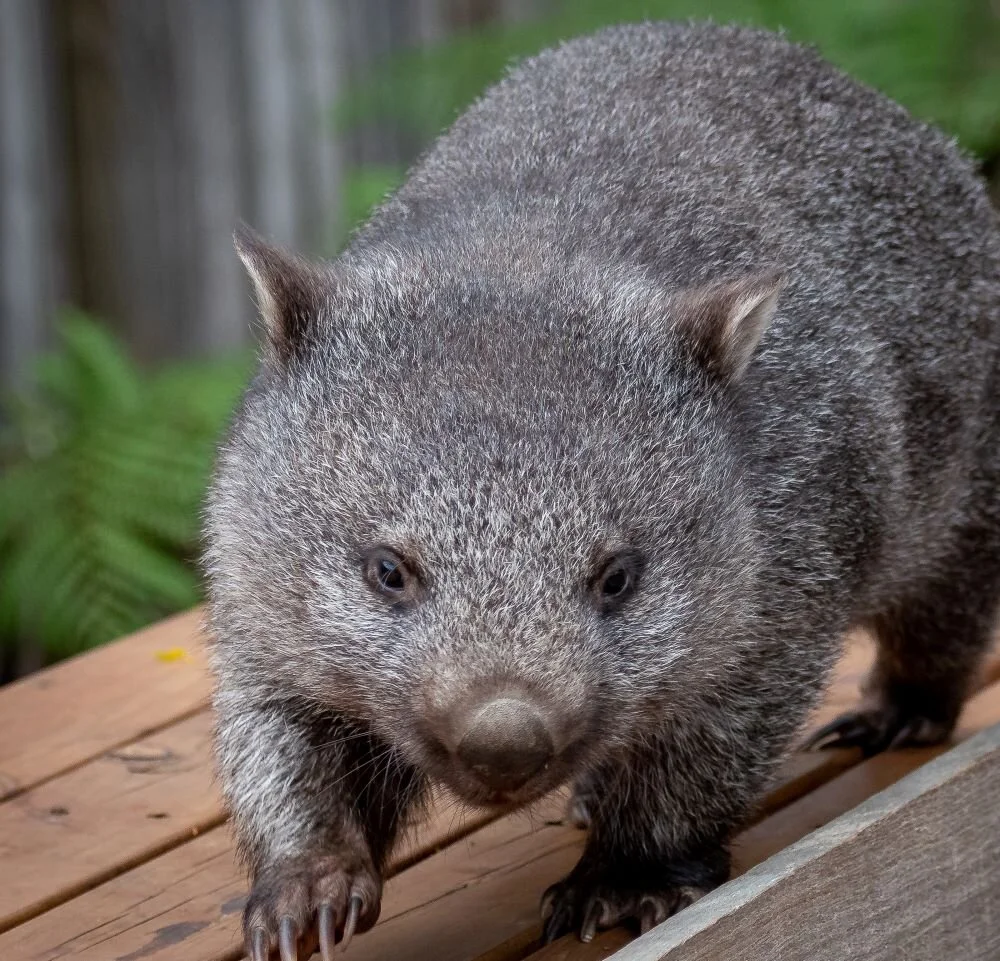 Baby Wombat