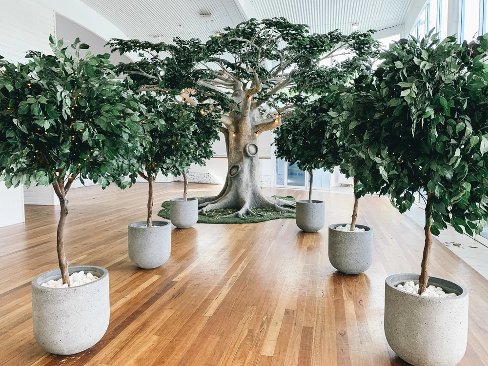 2m Artificial Ficus Tree — Autumn Grove Events