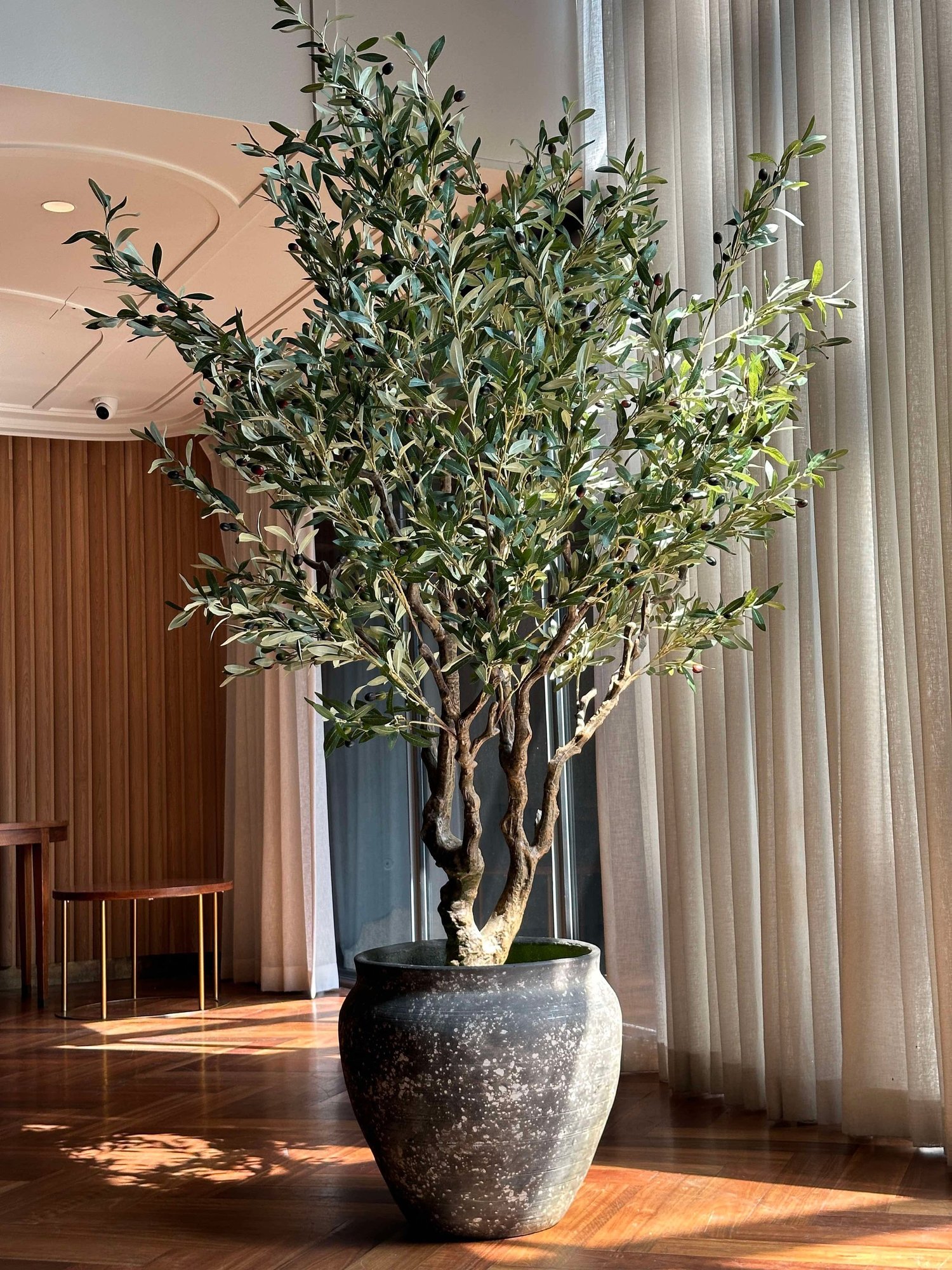 2.2m Luxury Olive Trees for Hire — Autumn Grove Events