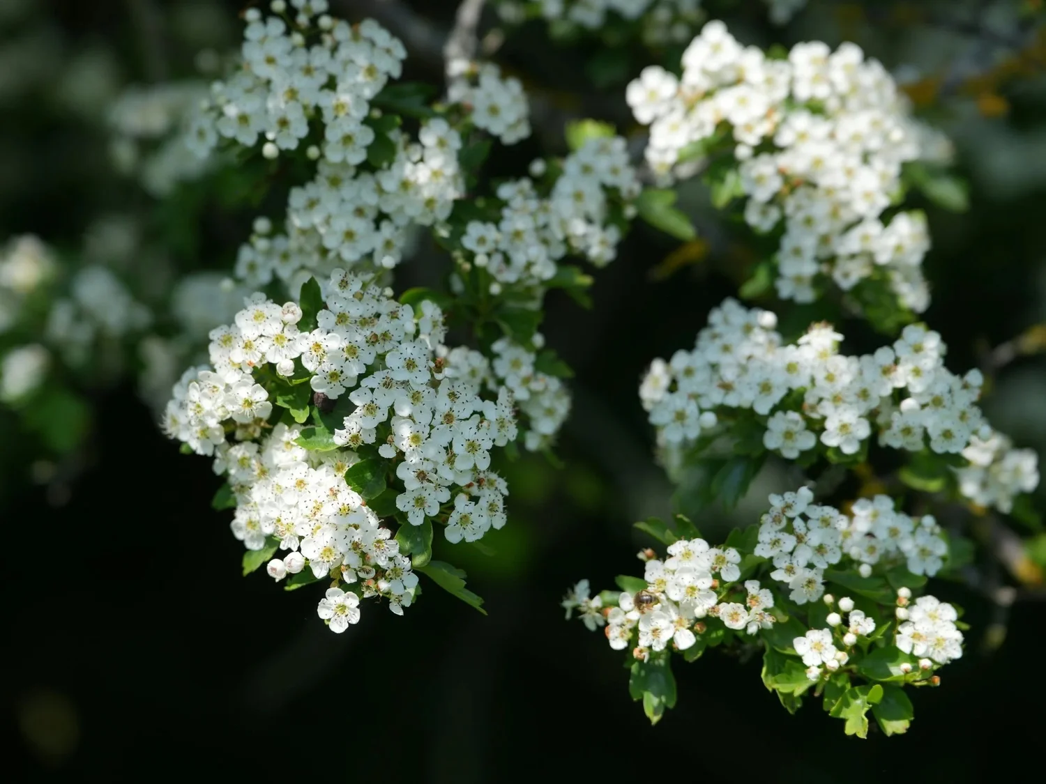 The beginner’s guide to irish native trees: identification, habitats ...