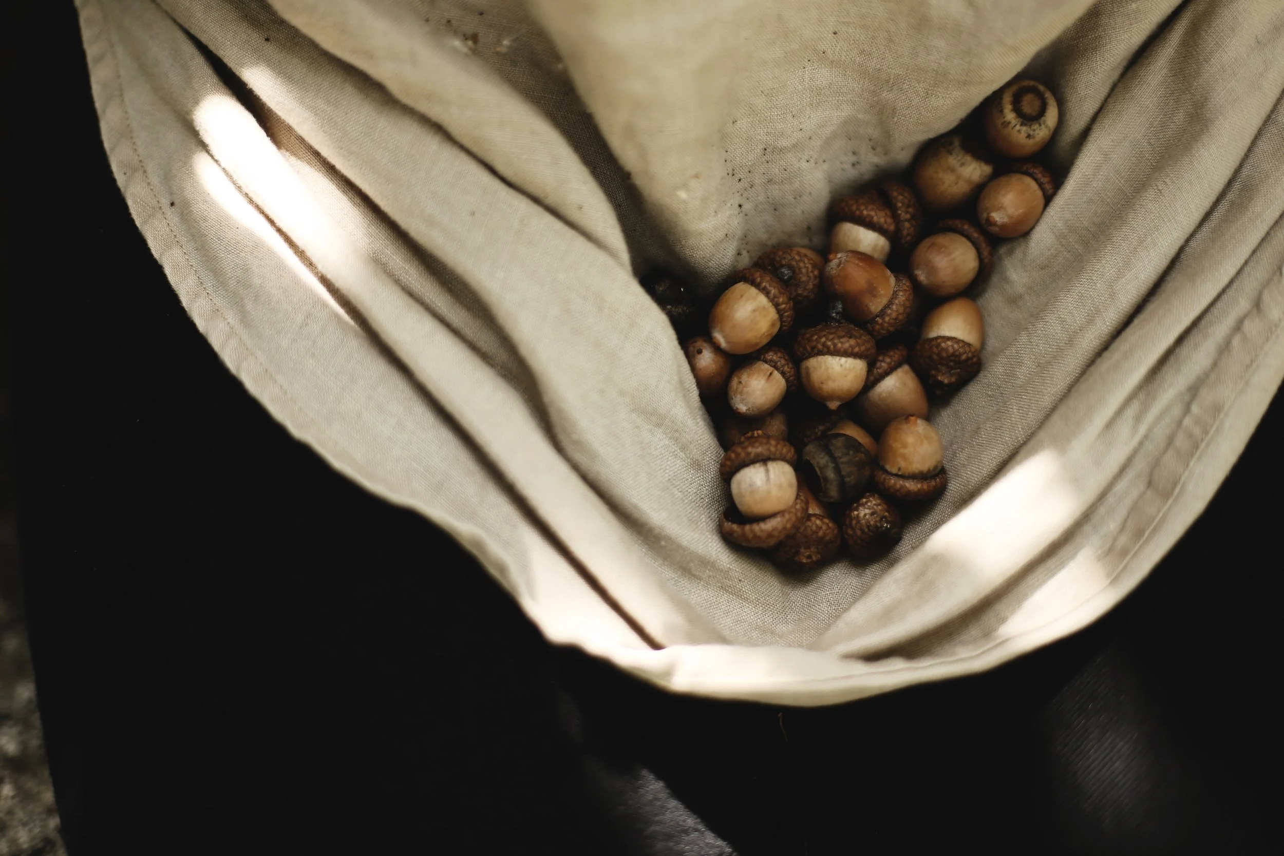 Reforest Nation: Planting 1 Million Irish Trees - Join Us!