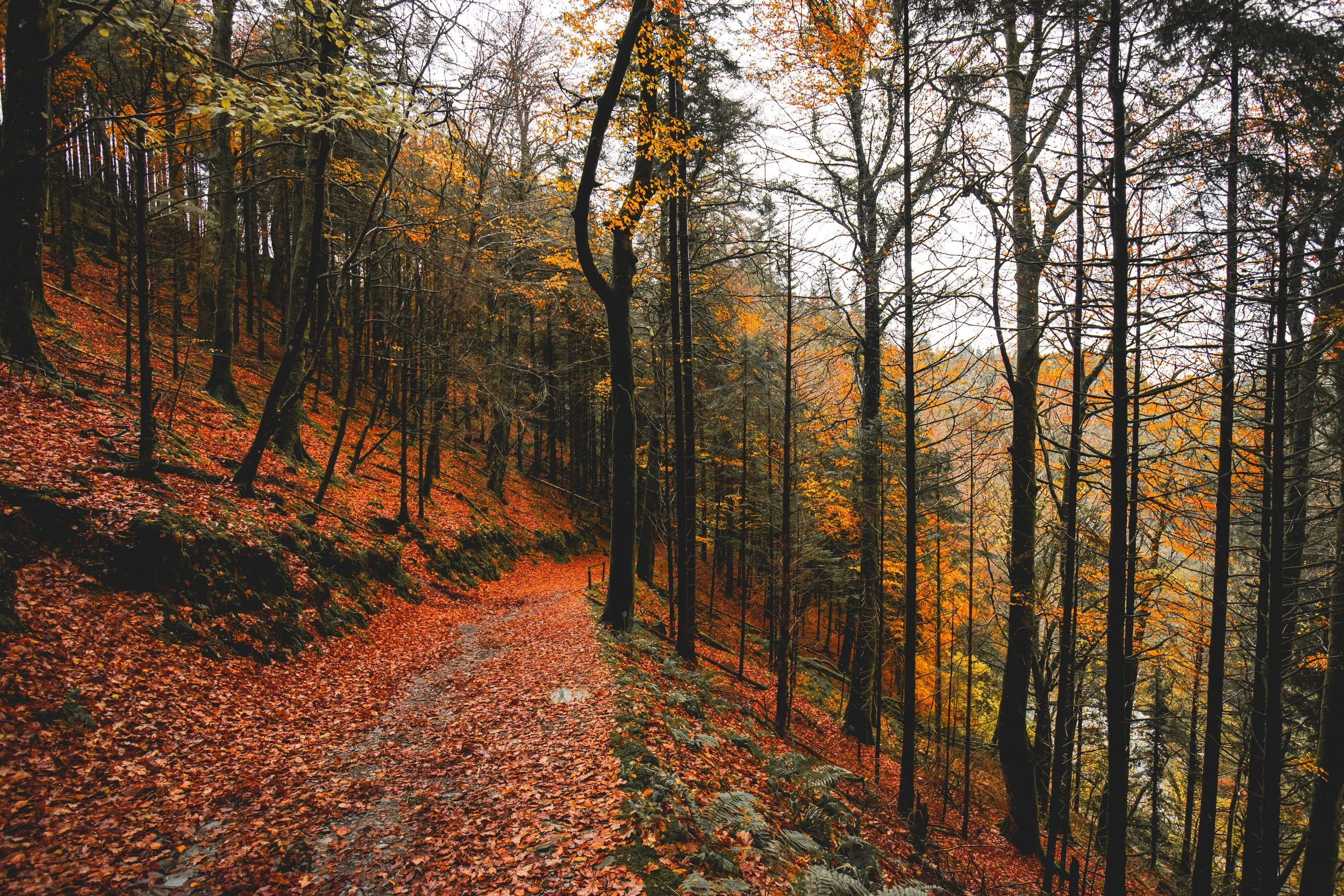 Gift A Tree - Reforest Nation: Planting 1 Million Irish Trees - Join Us!