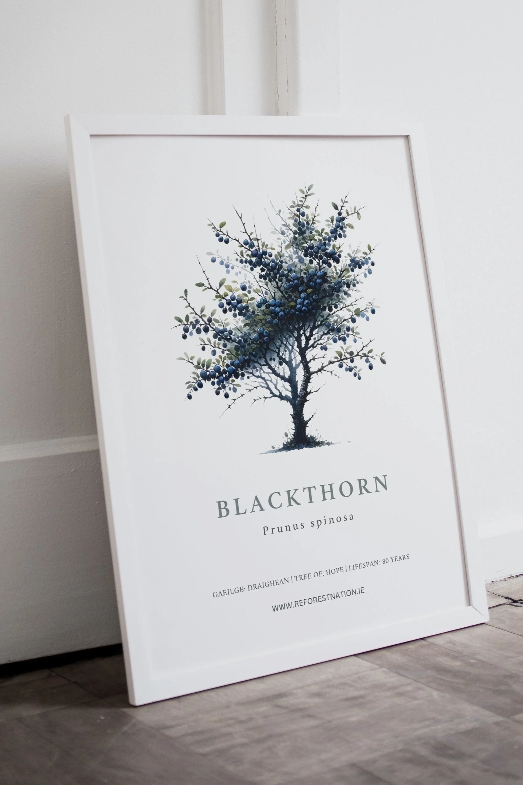 Gift a Tree in Ireland: Sustainable, Native Irish Trees for Special ...