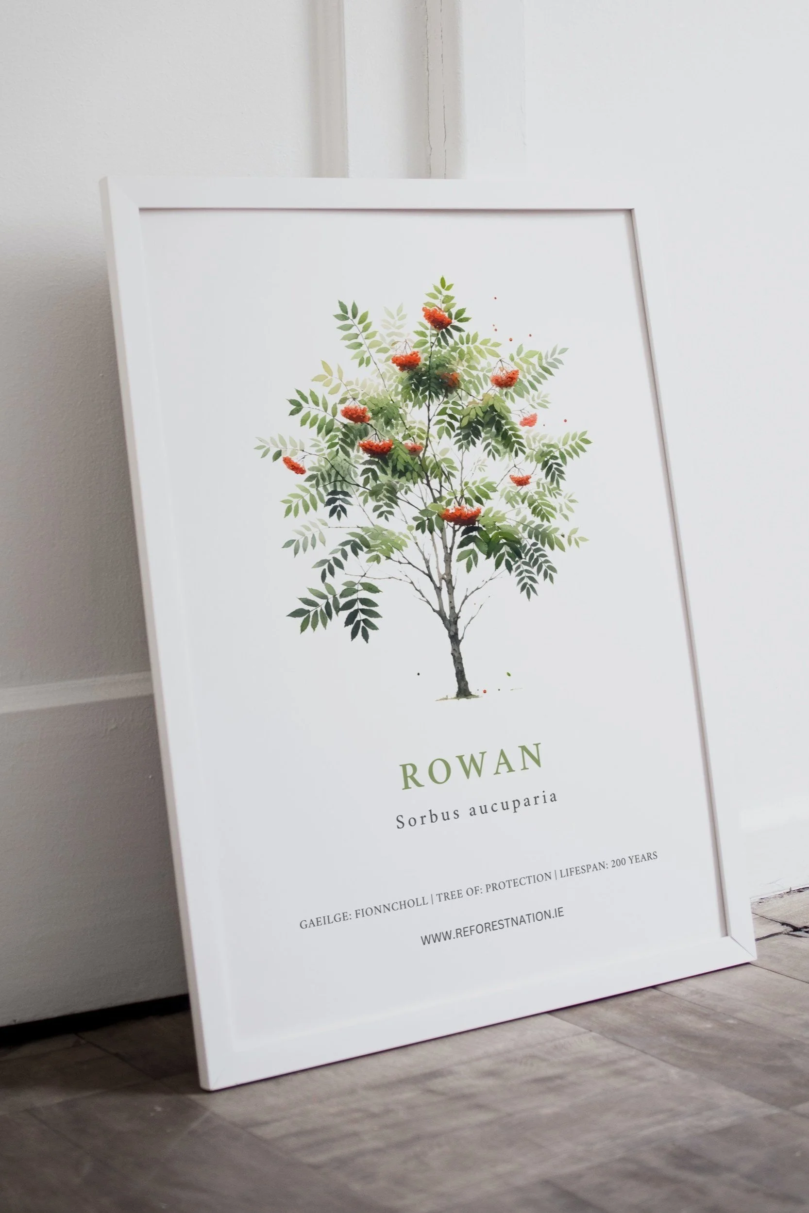 Gift a Tree in Ireland: Sustainable, Native Irish Trees for Special ...