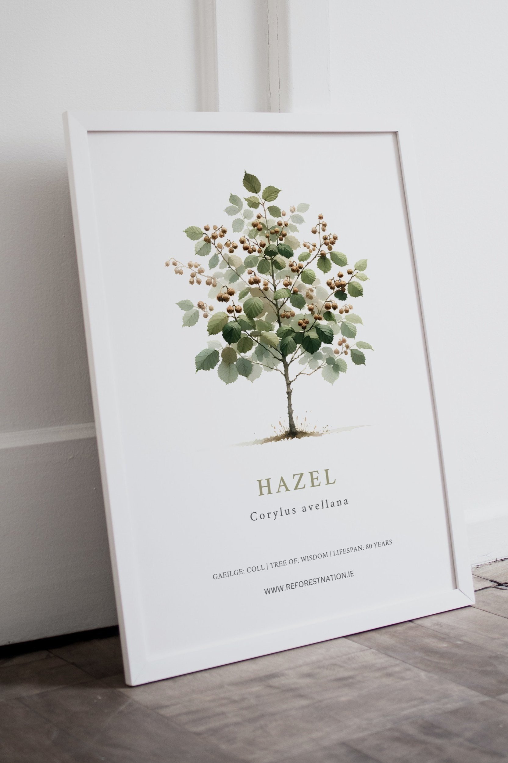 Gift a Tree in Ireland: Sustainable, Native Irish Trees for Special ...