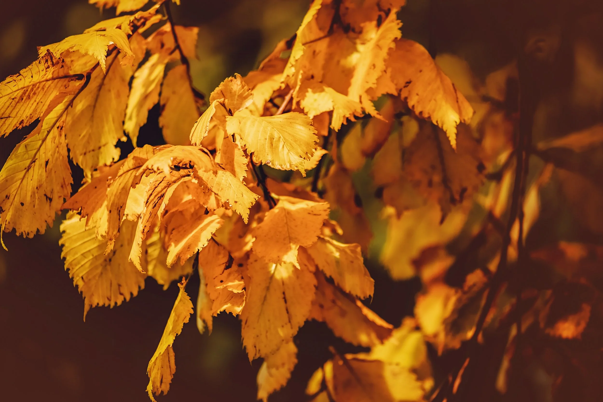 Gift a Tree in Ireland: Sustainable, Native Irish Trees for Special ...