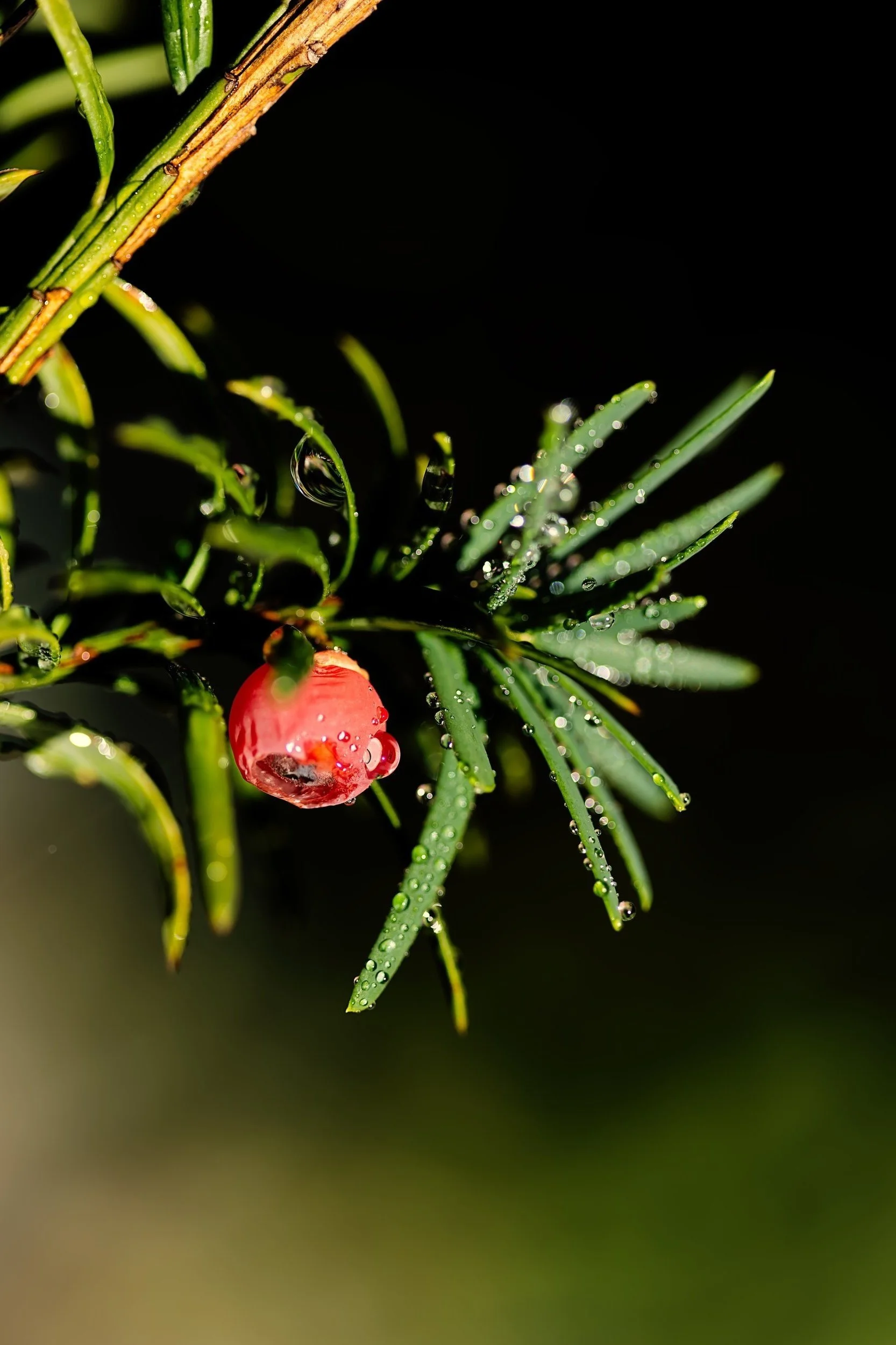 Gift a Tree in Ireland: Sustainable, Native Irish Trees for Special ...