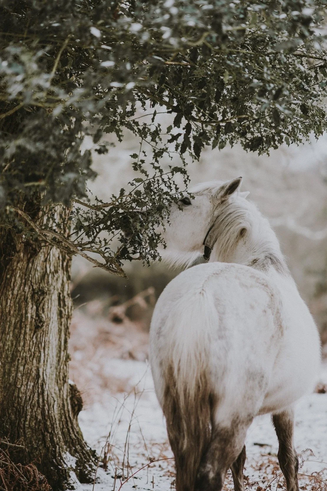 Gift a Tree in Ireland: Sustainable, Native Irish Trees for Special ...