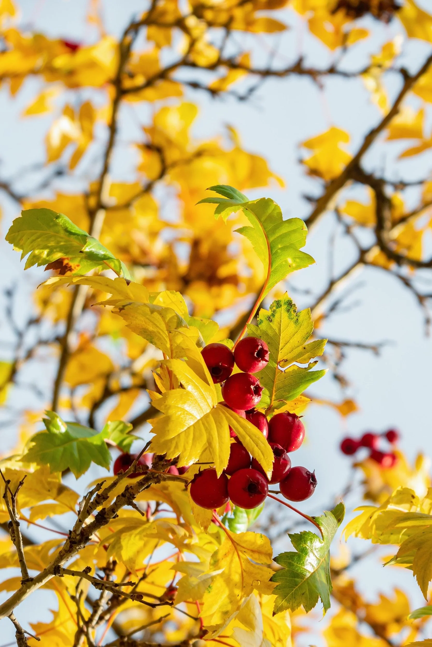 Gift a Tree in Ireland: Sustainable, Native Irish Trees for Special ...