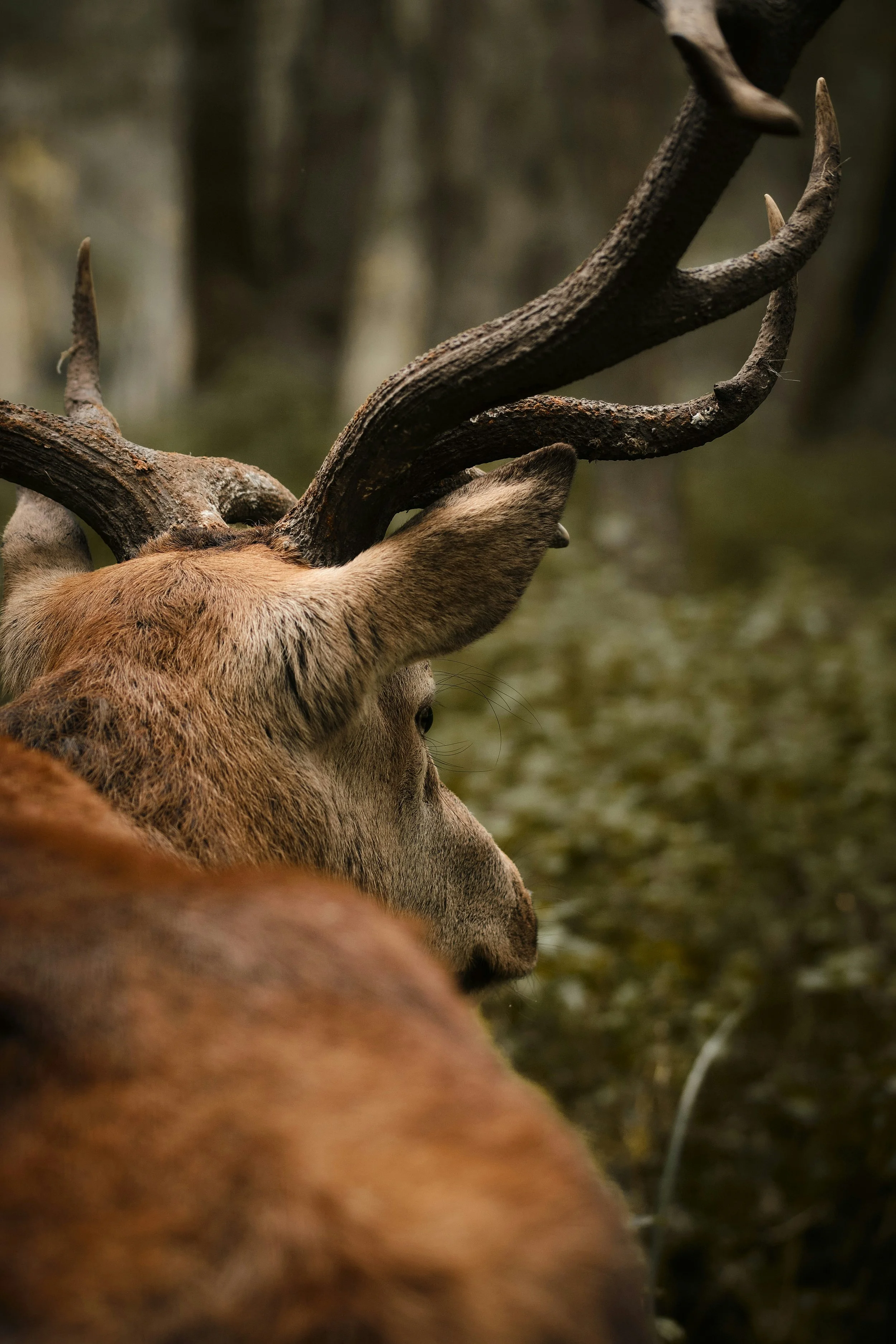 Gift a Tree in Ireland: Sustainable, Native Irish Trees for Special ...