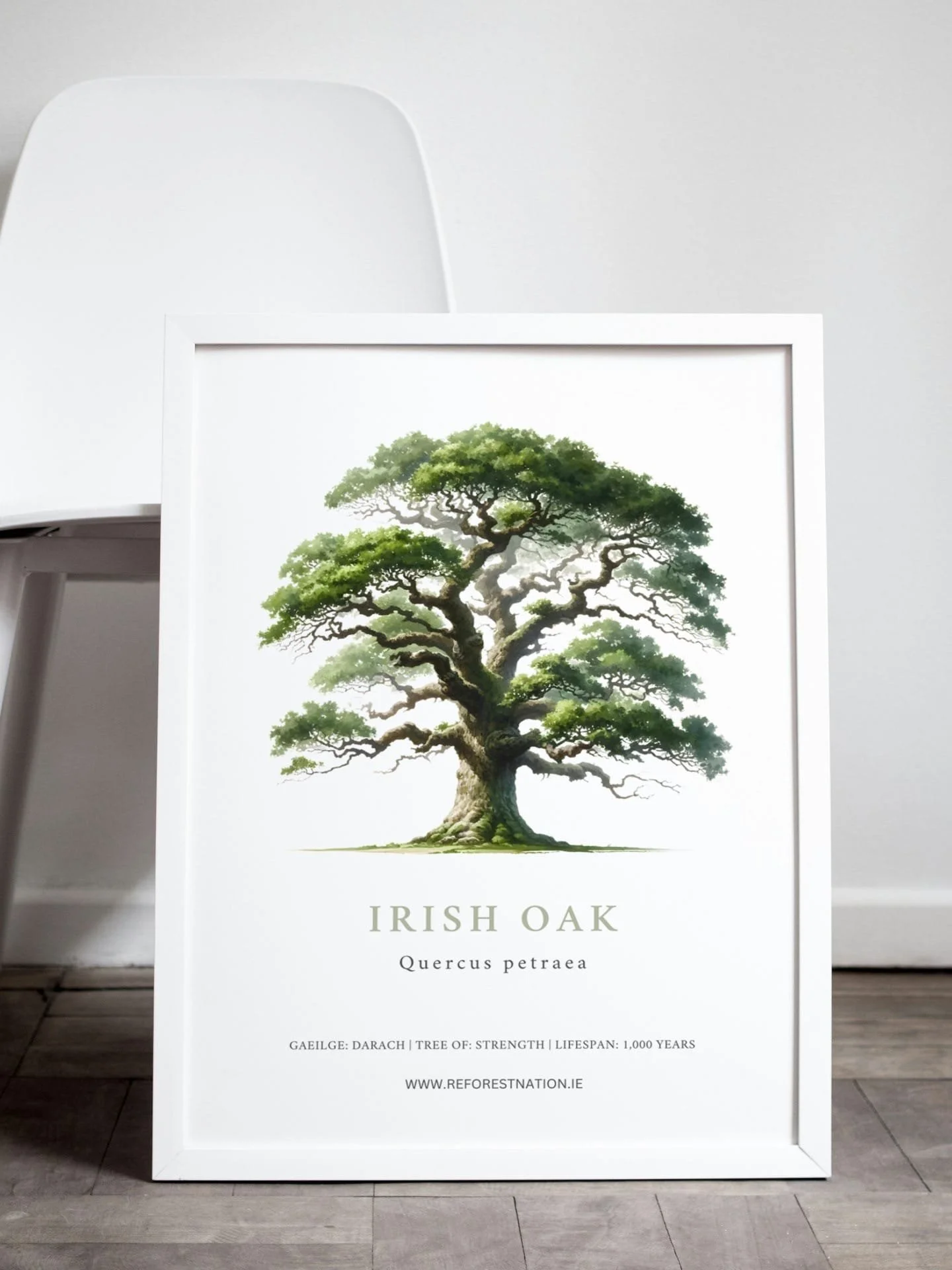 Gift Irish Oak Trees in Ireland 🌳 — Plant A Tree Ireland: One Million ...
