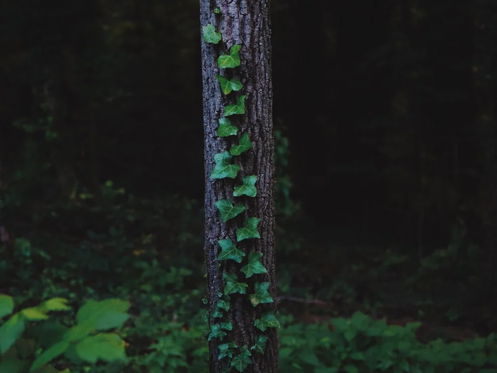 Ivy does not kill trees: debunking the myth