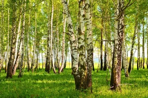 Celtic tree astrology: which tree are you?