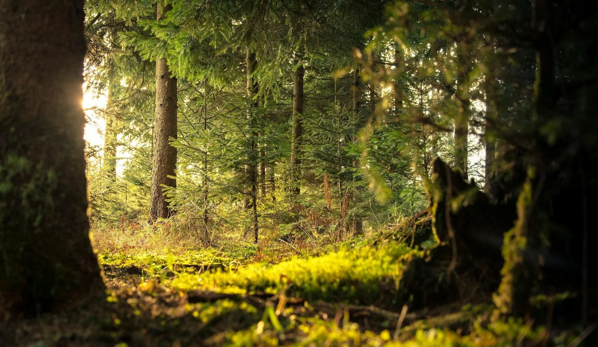 Stunning Memorial Trees Ireland | Dedicate Your Trees Spot 🌳 - Plant A ...
