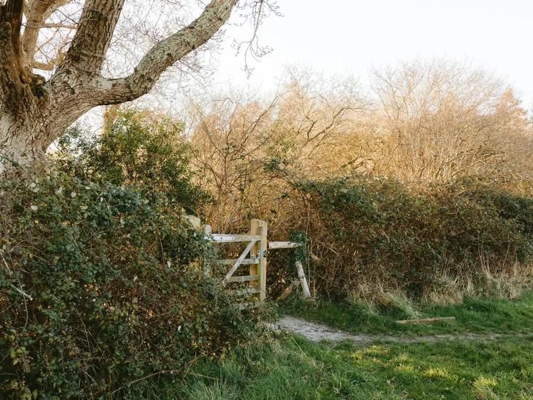 Why Hawthorn is Ireland’s most magical and ecologically important tree