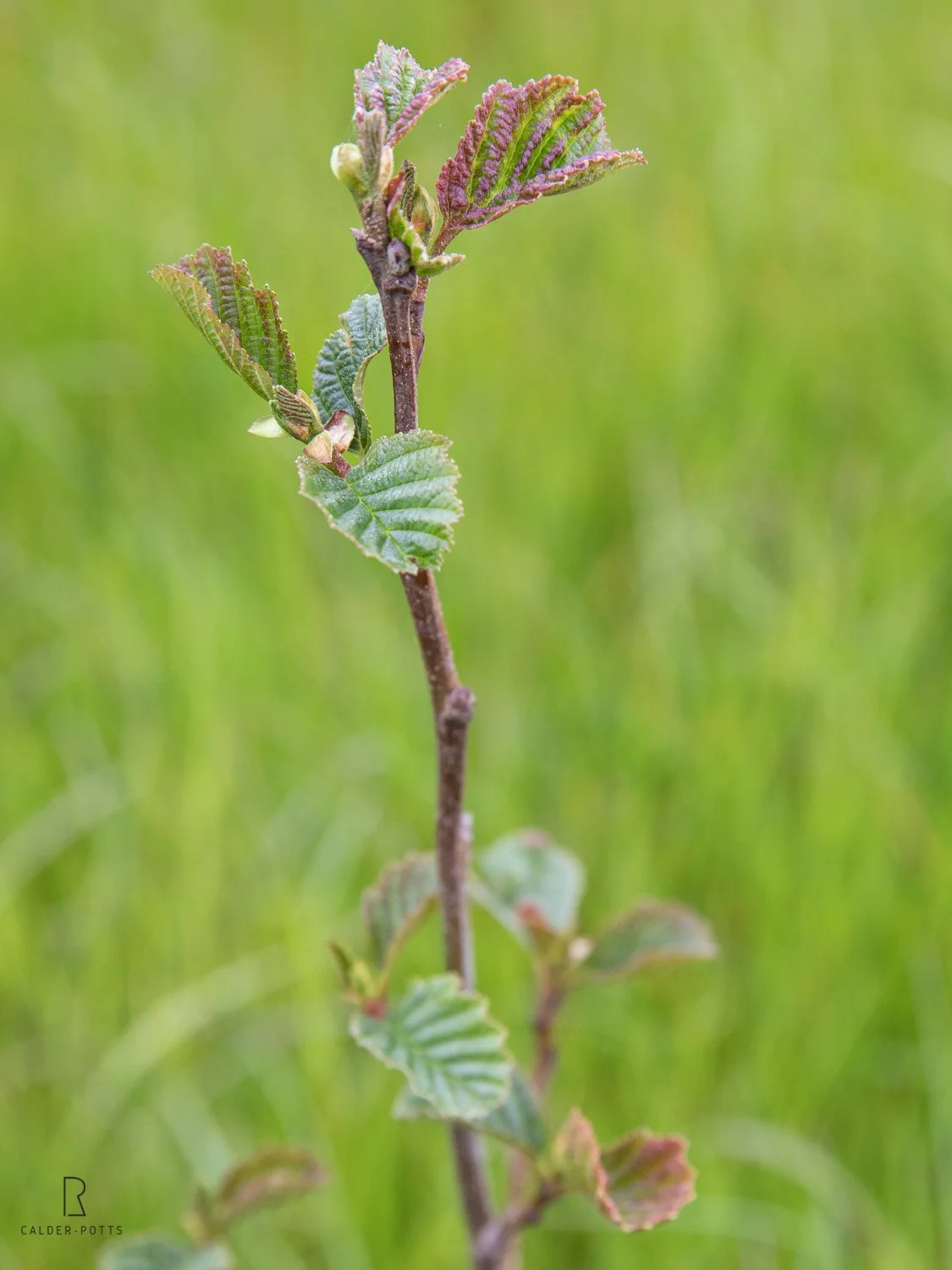 Reforest Nation: Planting 1 Million Irish Trees - Join Us!