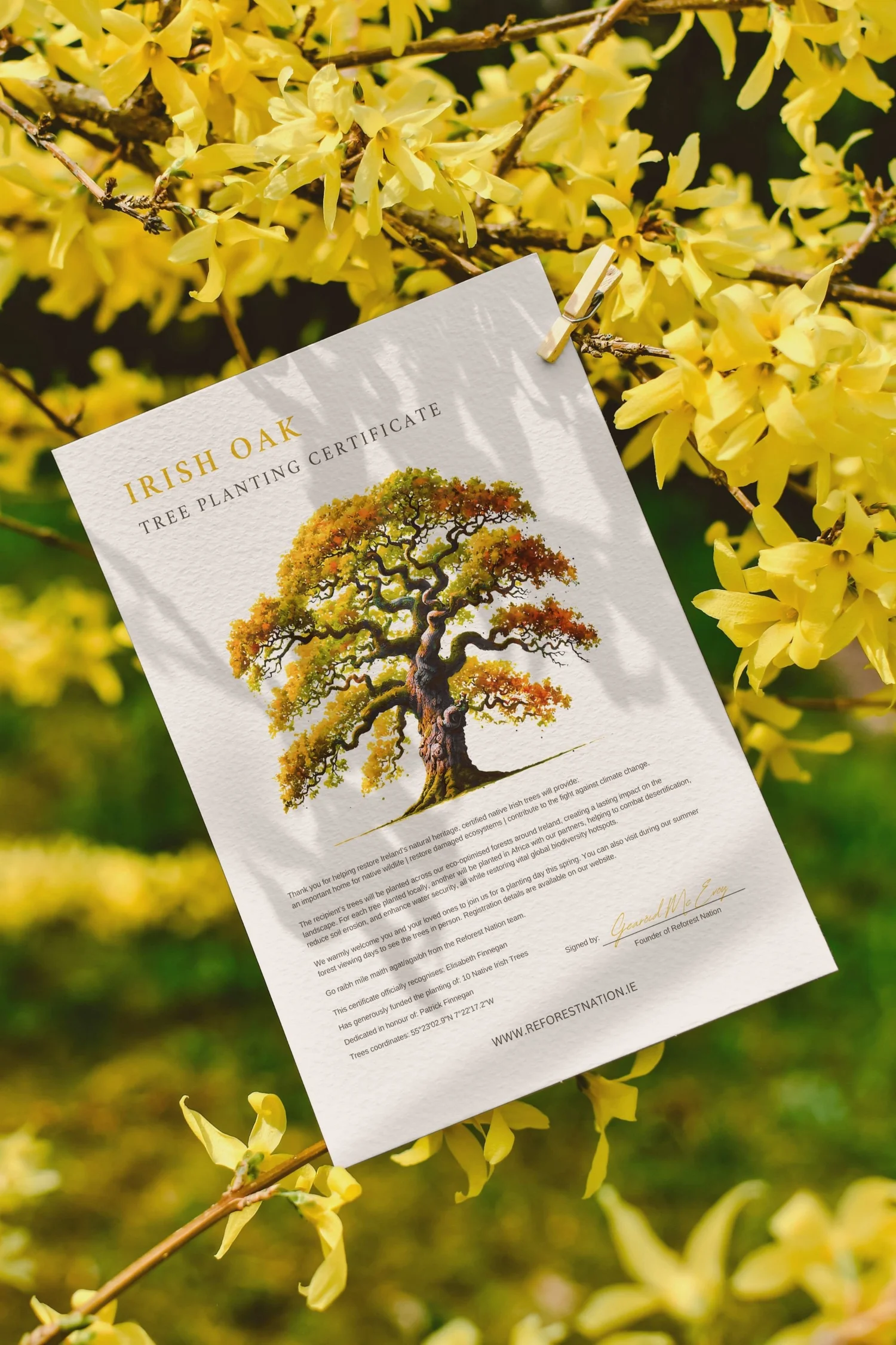 Plant 10 Irish Oak Trees – Strengthen Ireland’s Native Forest
