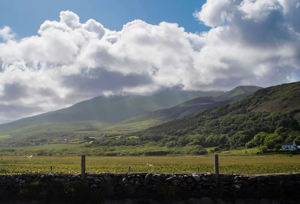 The beginner’s guide to irish native trees: identification, habitats ...