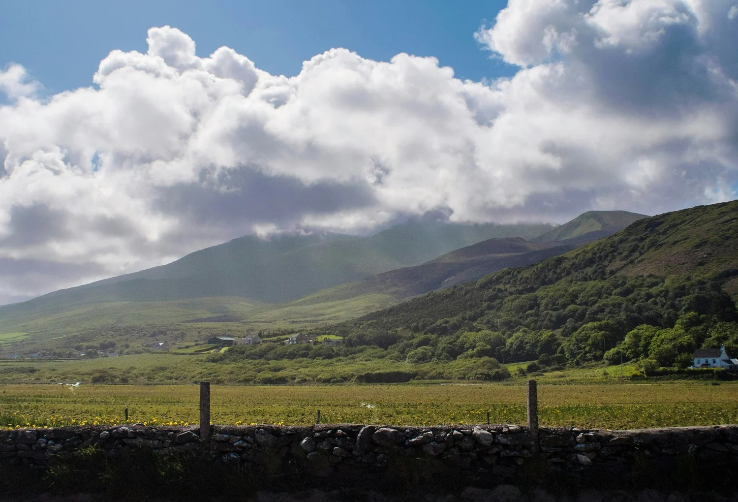 The beginner’s guide to irish native trees: identification, habitats ...