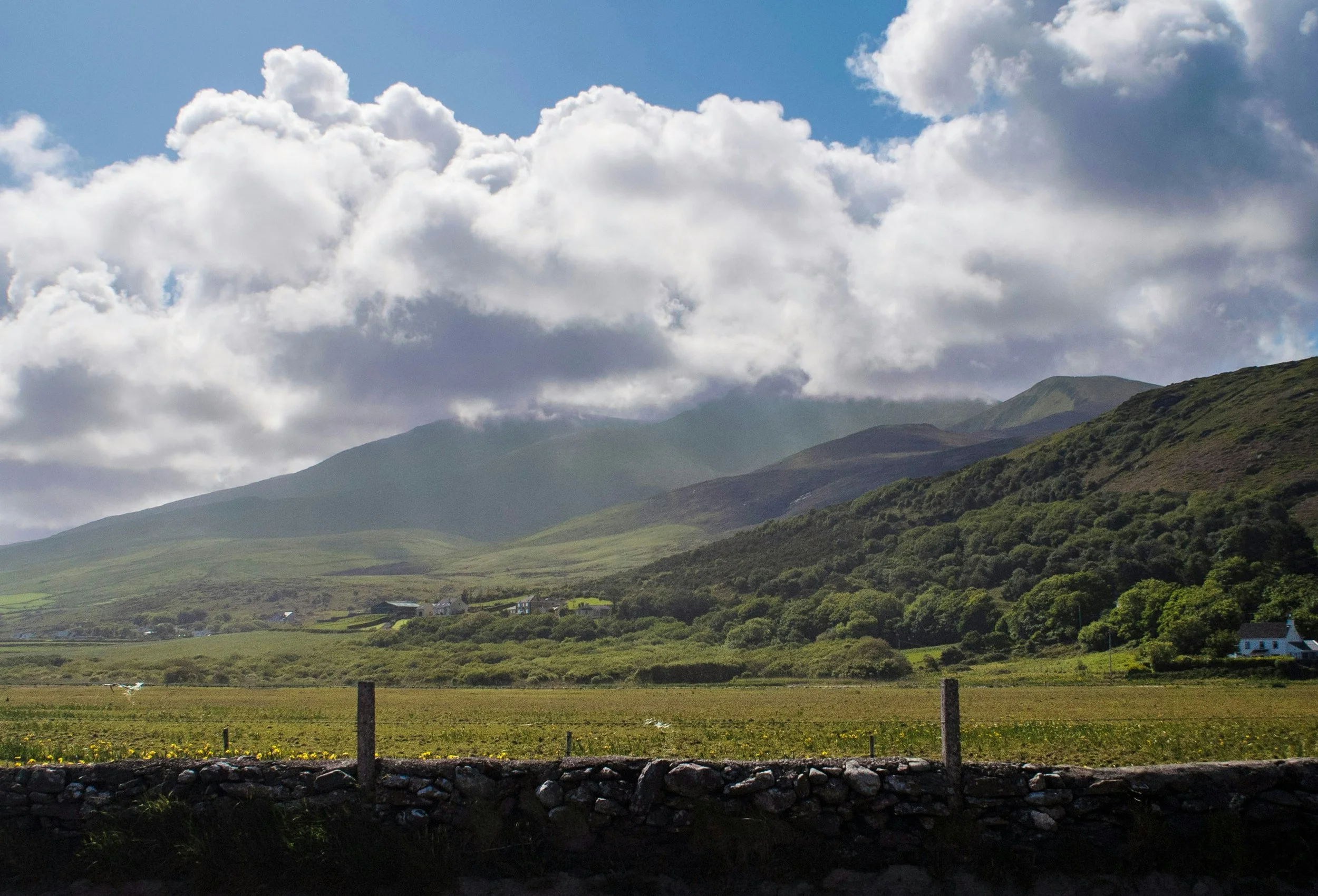 The beginner’s guide to irish native trees: identification, habitats ...