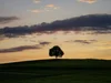 Why Hawthorn is Ireland’s most magical and ecologically important tree
