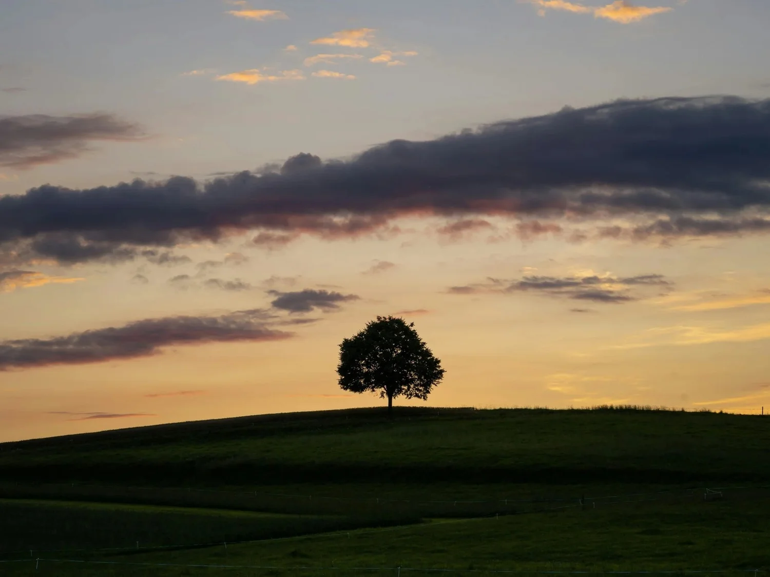 Why Hawthorn is Ireland’s most magical and ecologically important tree