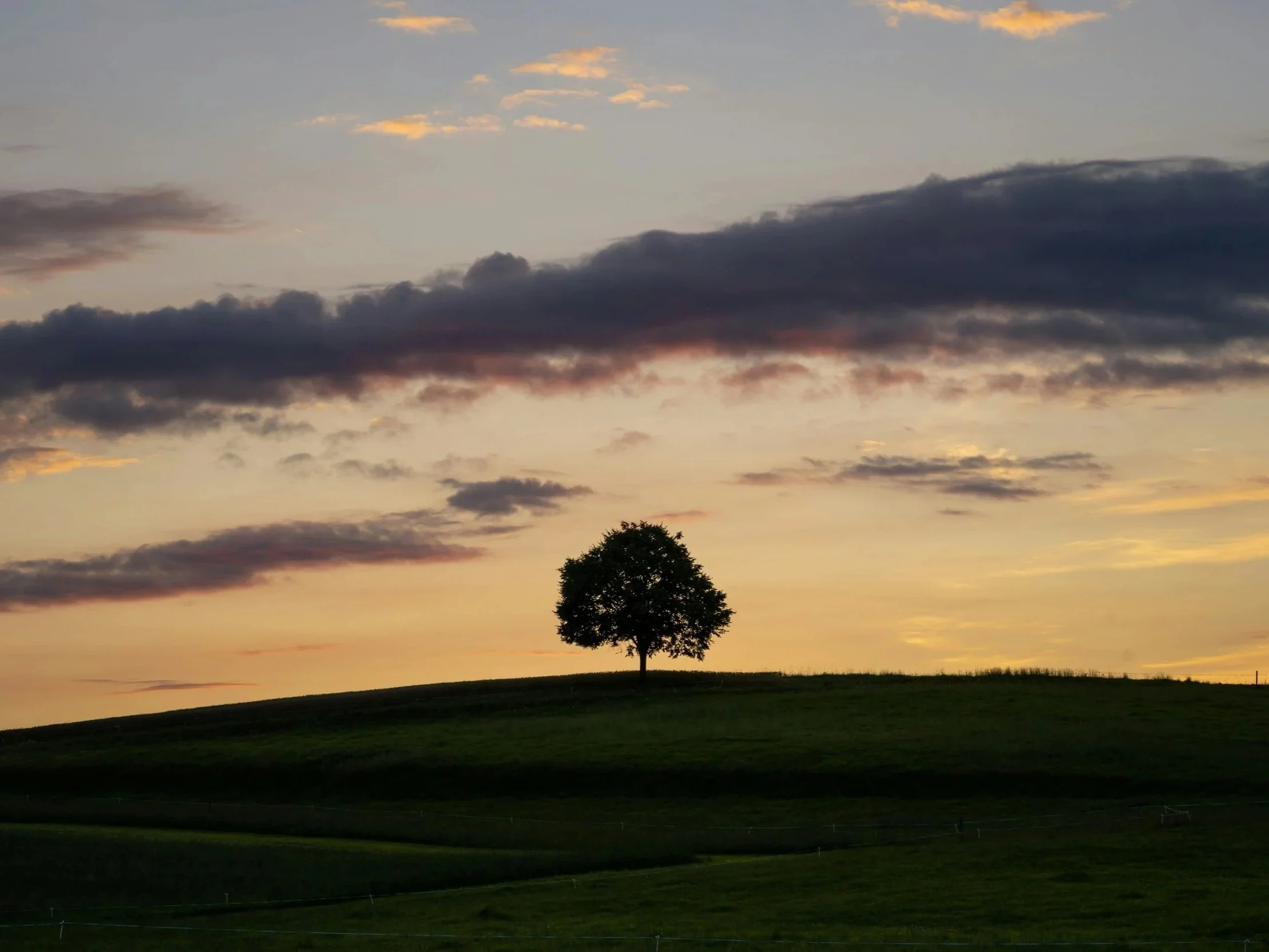 Why Hawthorn is Ireland’s most magical and ecologically important tree