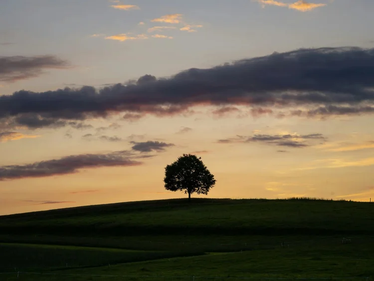 Why Hawthorn is Ireland’s most magical and ecologically important tree
