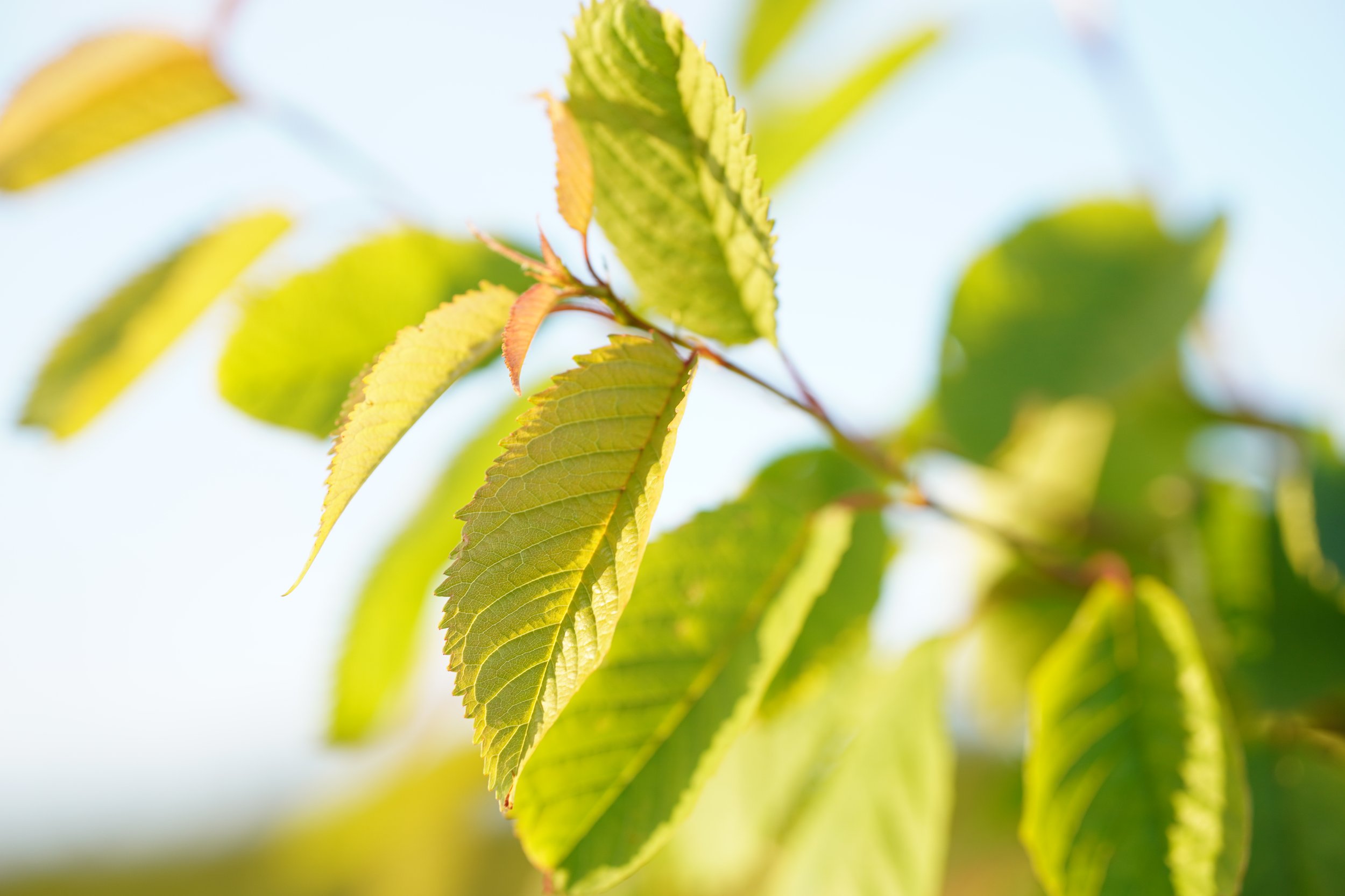 Our Approach to Forest Restoration | Reforest Nation