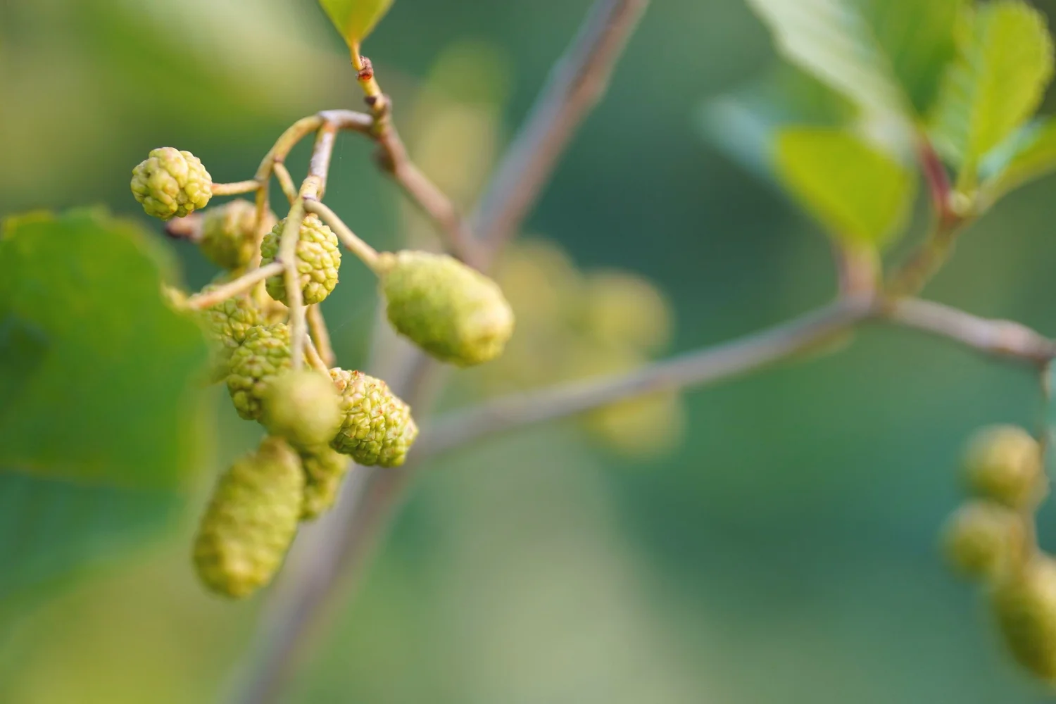 Celtic tree astrology: which tree are you?
