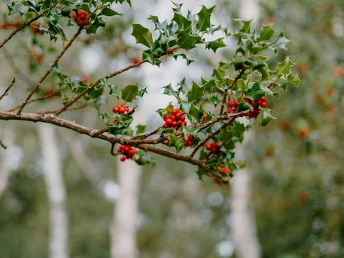 The beginner’s guide to irish native trees: identification, habitats ...