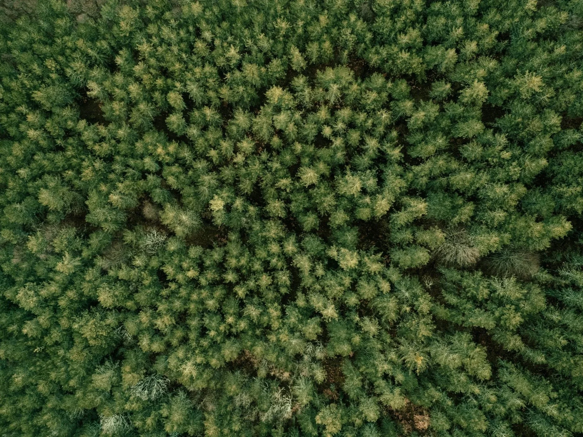 The beginner’s guide to irish native trees: identification, habitats ...