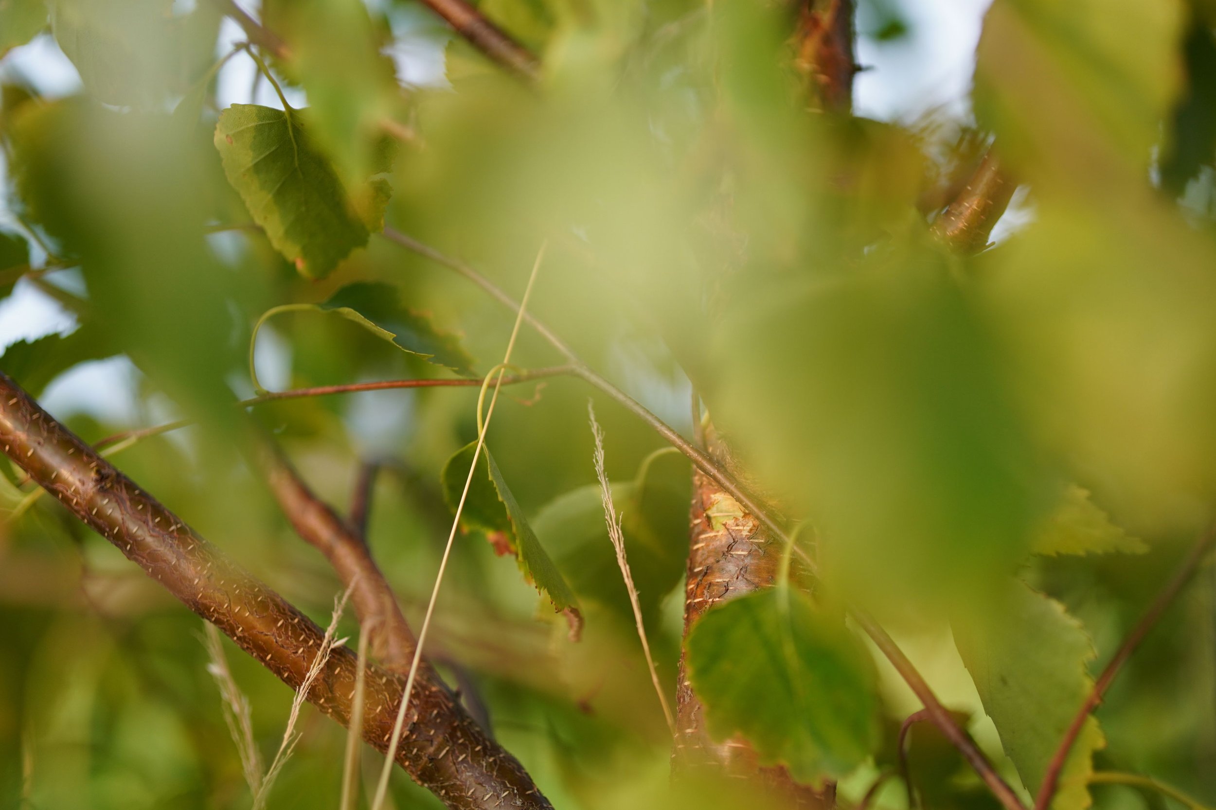 Free Certified Irish Trees For Your Garden or Land
