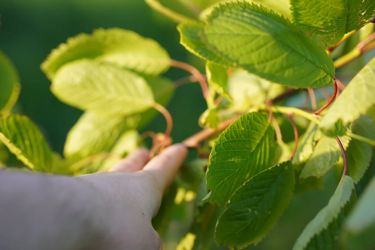 Ireland's Number One Corporate Tree Planting - Just €1.99 Per Tree ...